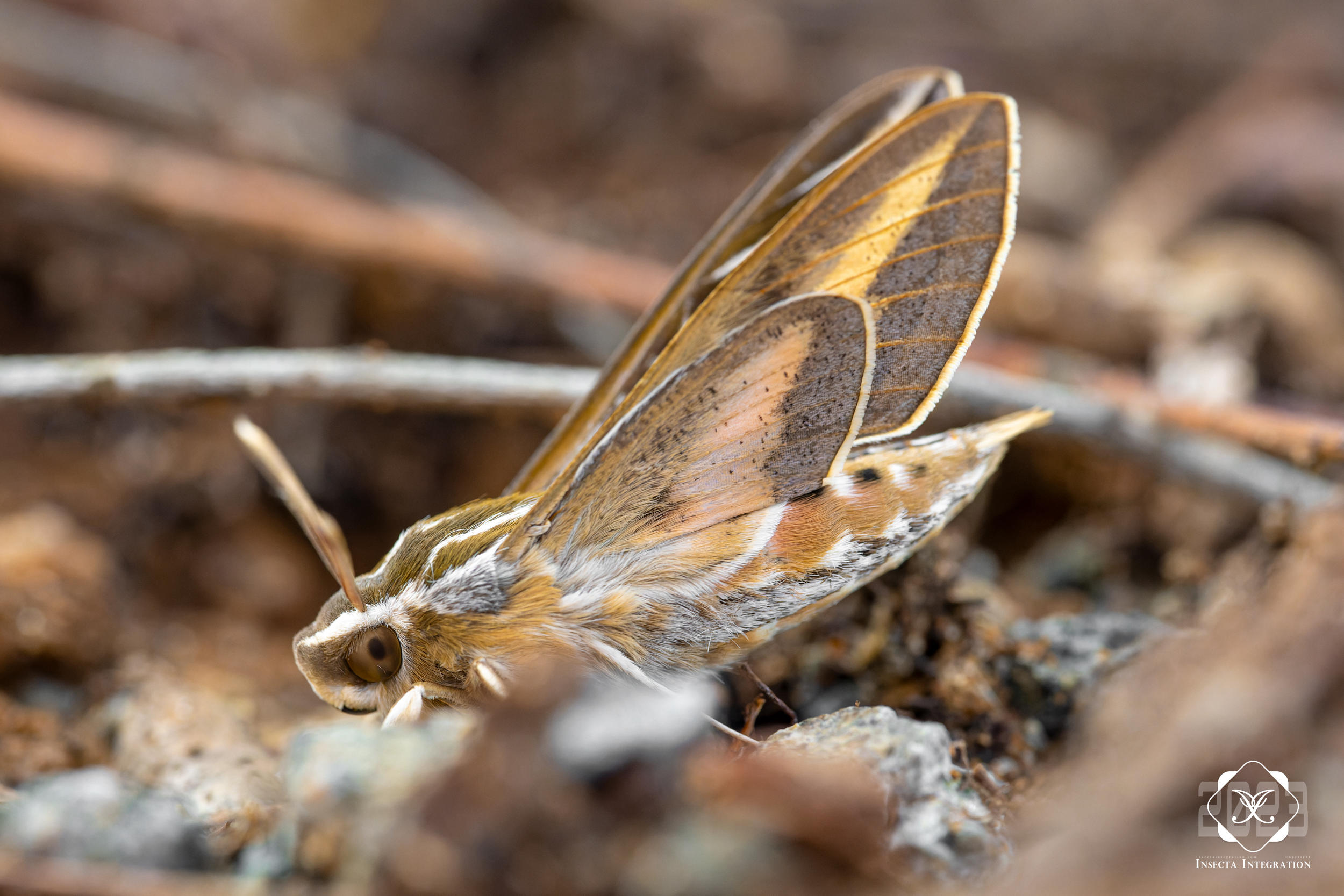 条斑白眉天蛾 Hyles lineata – IISDW