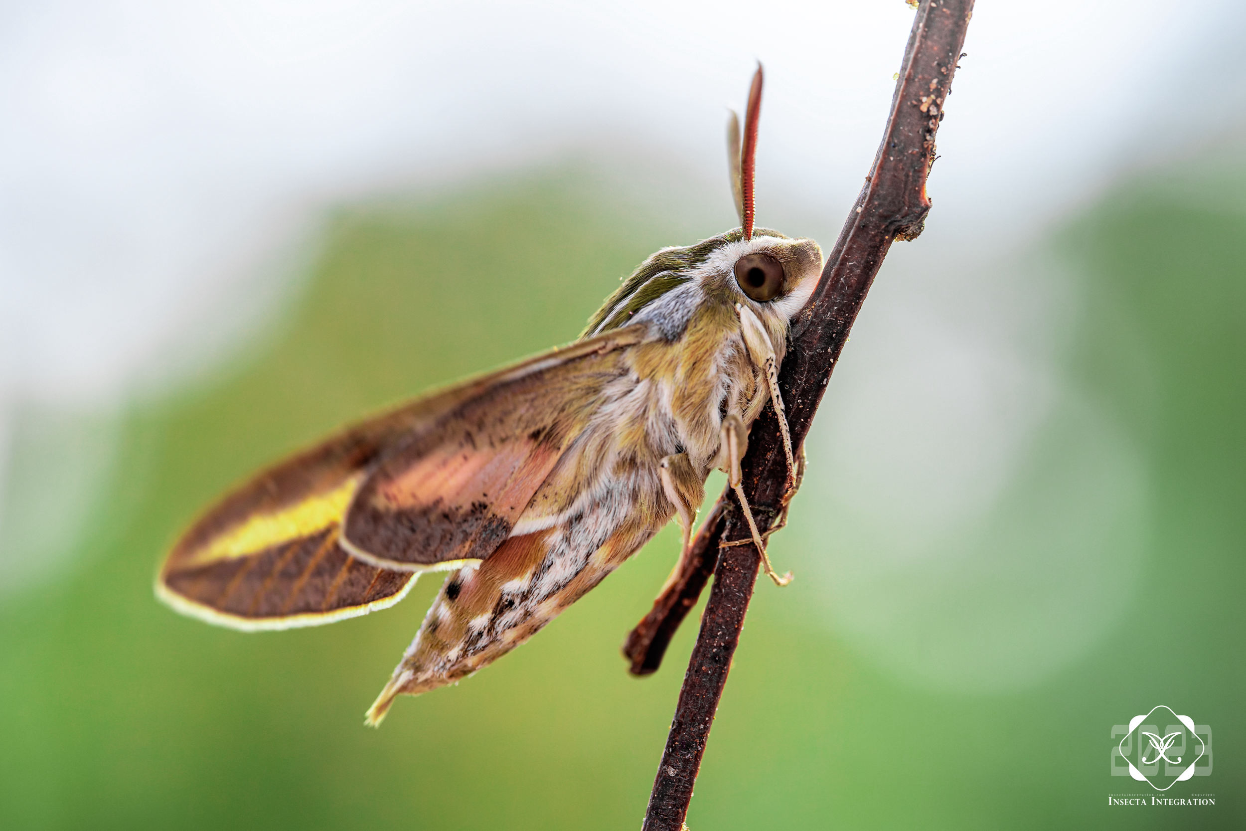 条斑白眉天蛾 Hyles lineata – IISDW