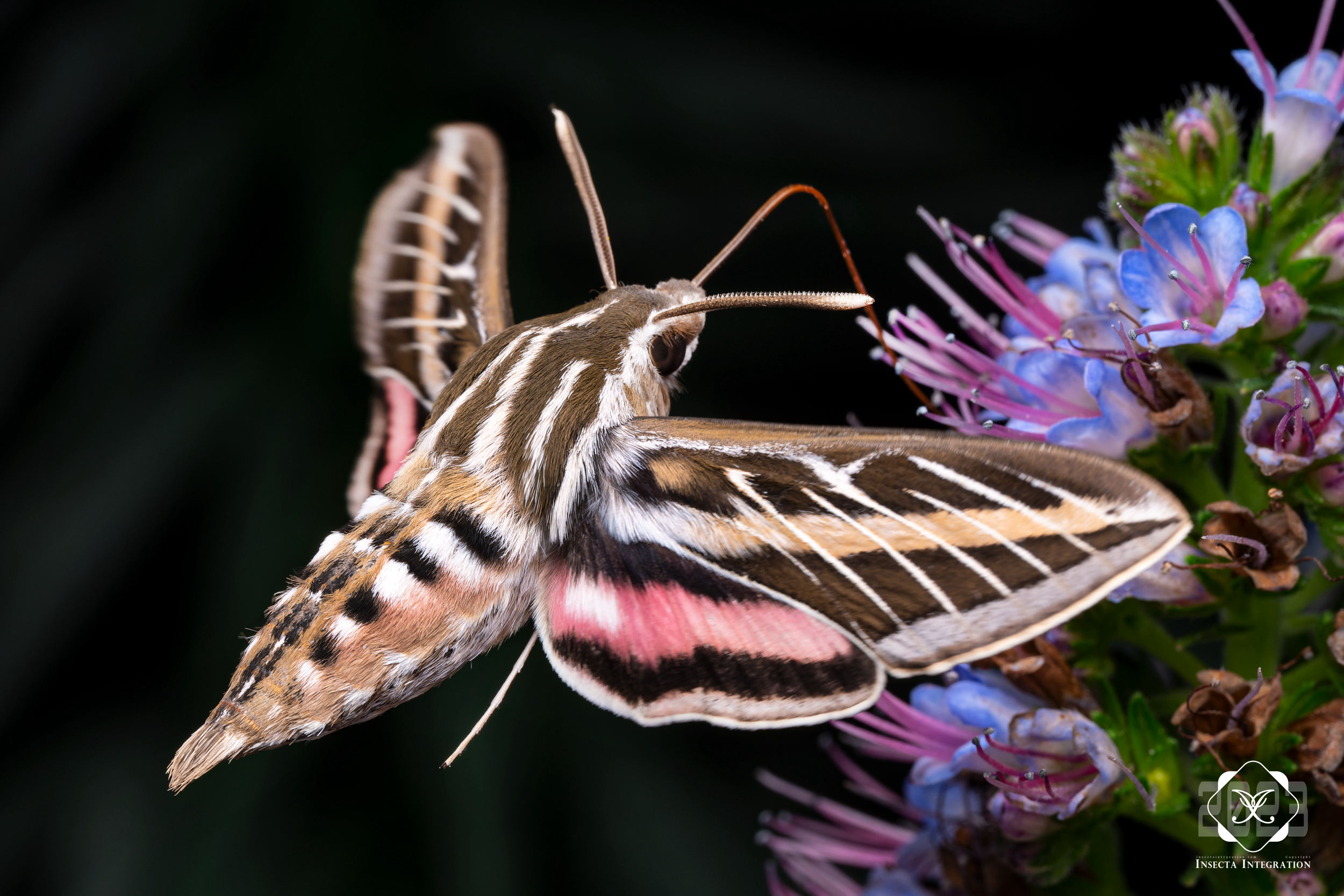 条斑白眉天蛾 Hyles lineata – IISDW