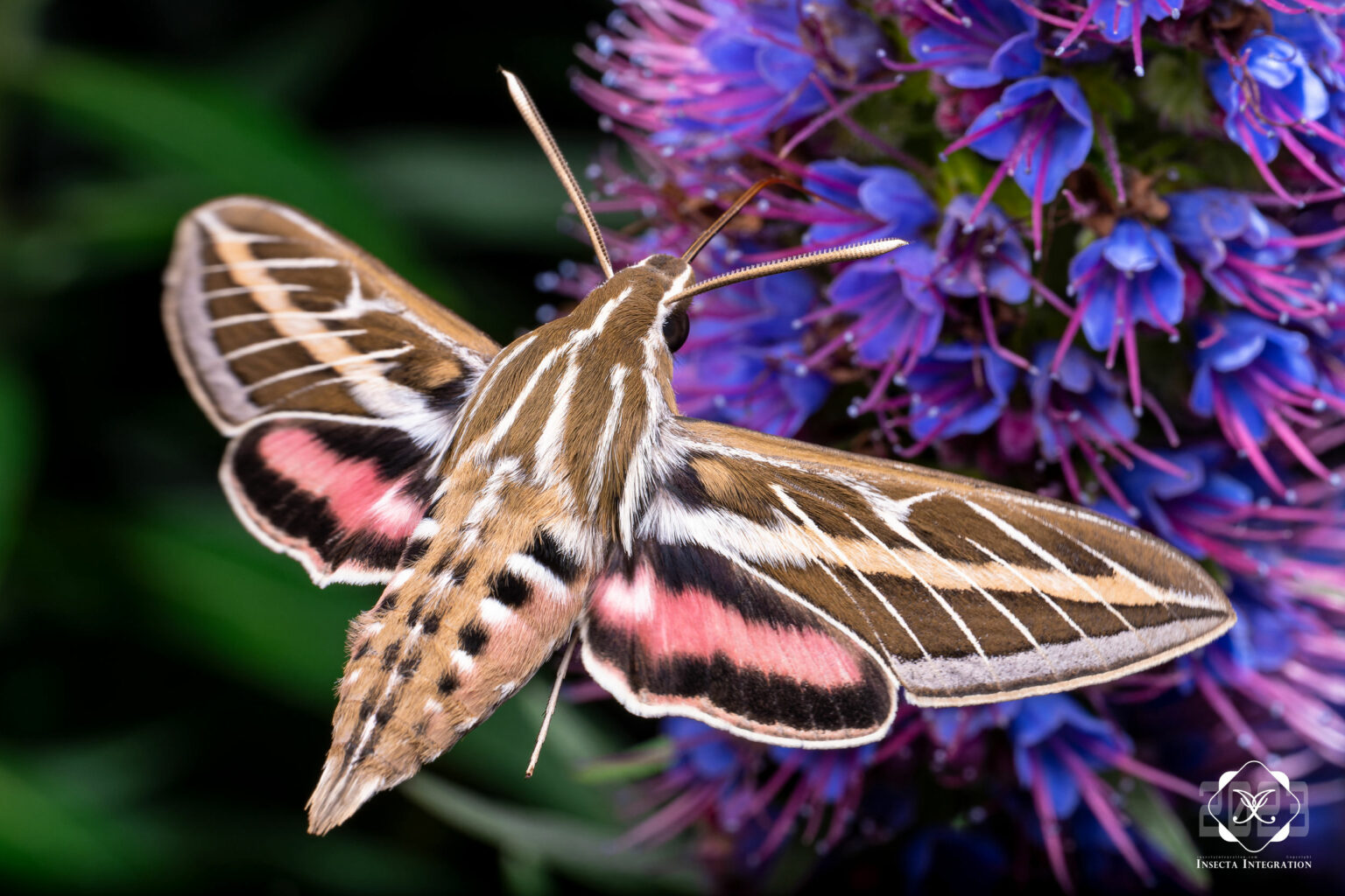 白眉天蛾属 Hyles – IISDW