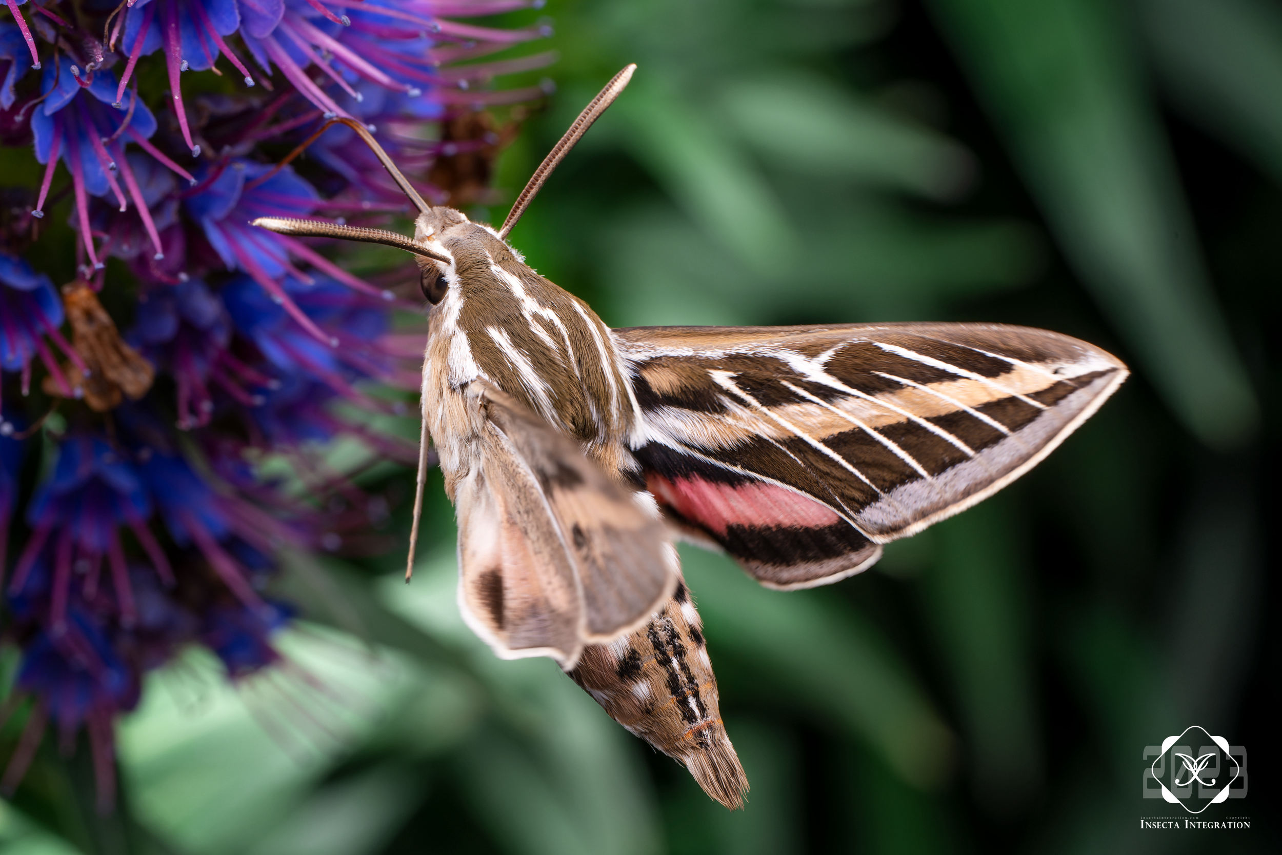 条斑白眉天蛾 Hyles lineata – IISDW