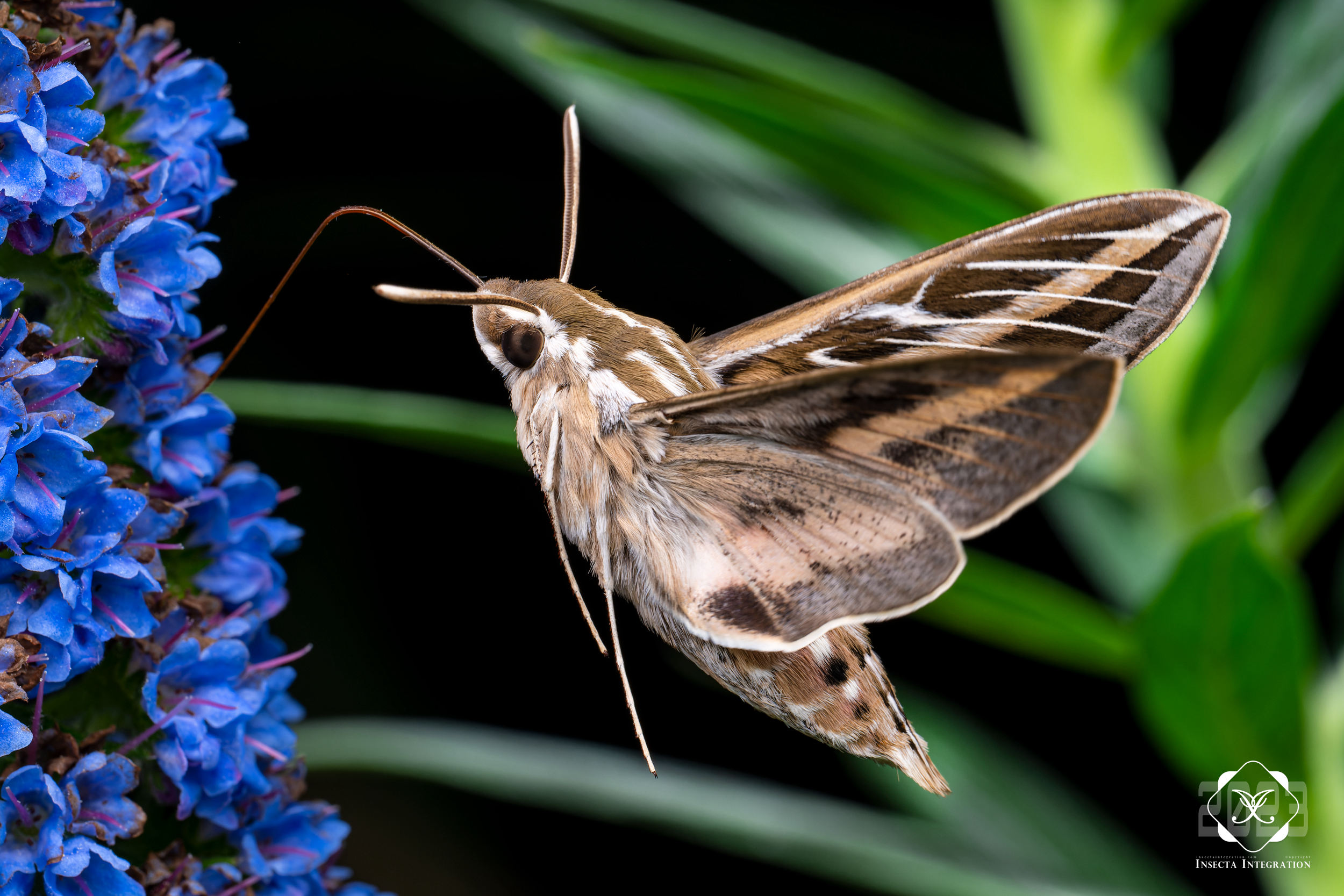 条斑白眉天蛾 Hyles lineata – IISDW