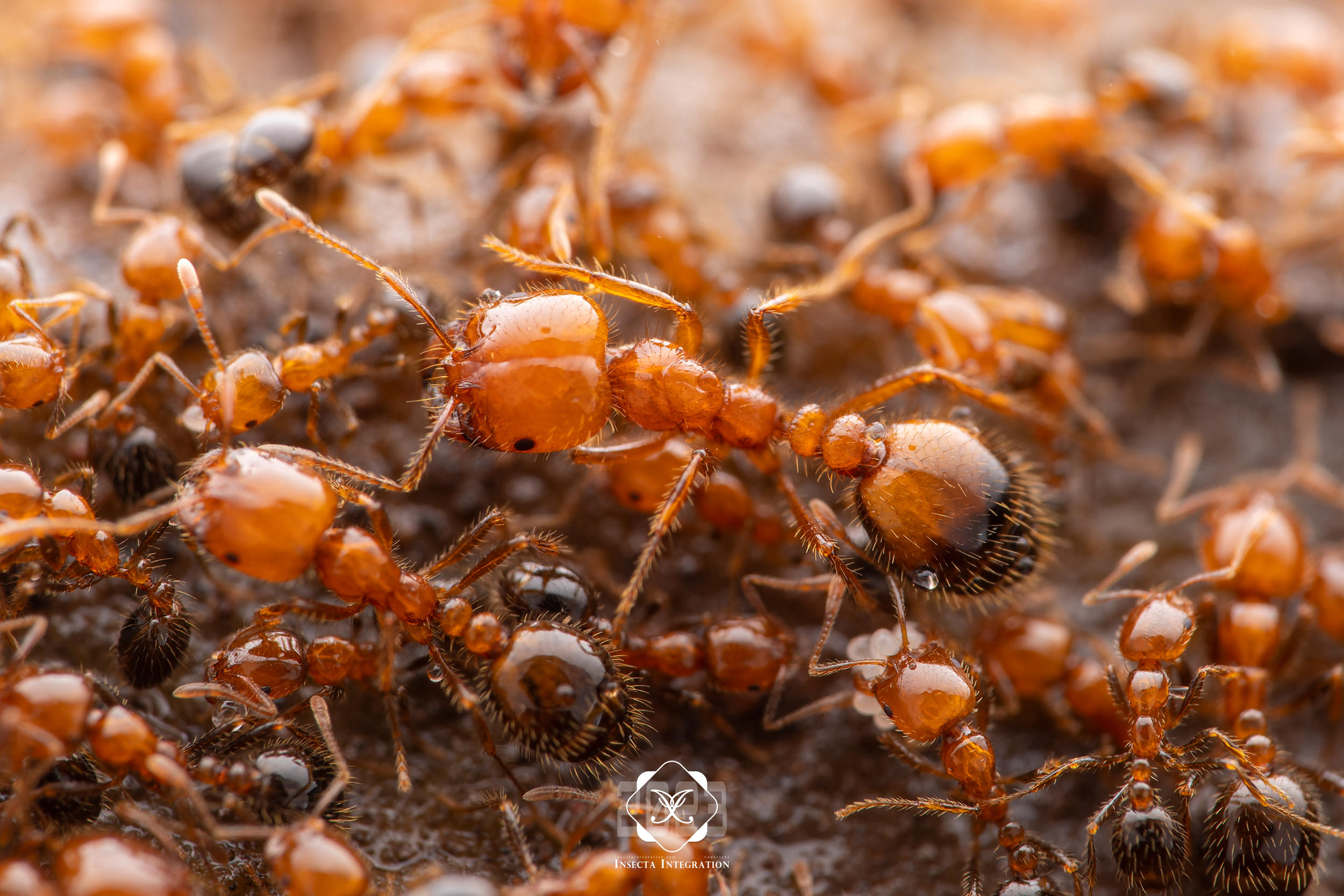 火蚁属 Solenopsis – IISDW