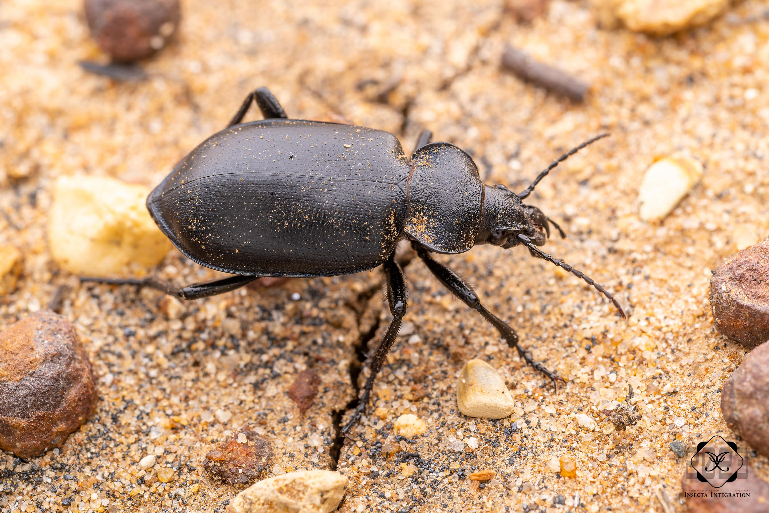 星步甲属 Calosoma – IISDW