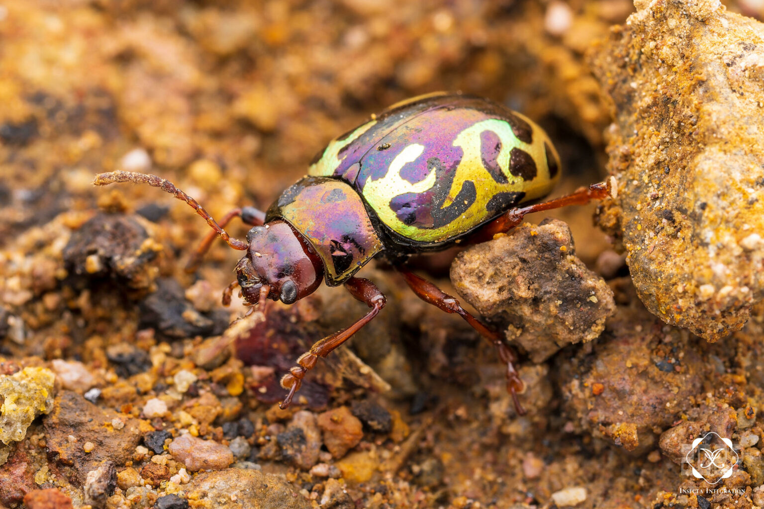 叶甲科 Chrysomelidae – IISDW