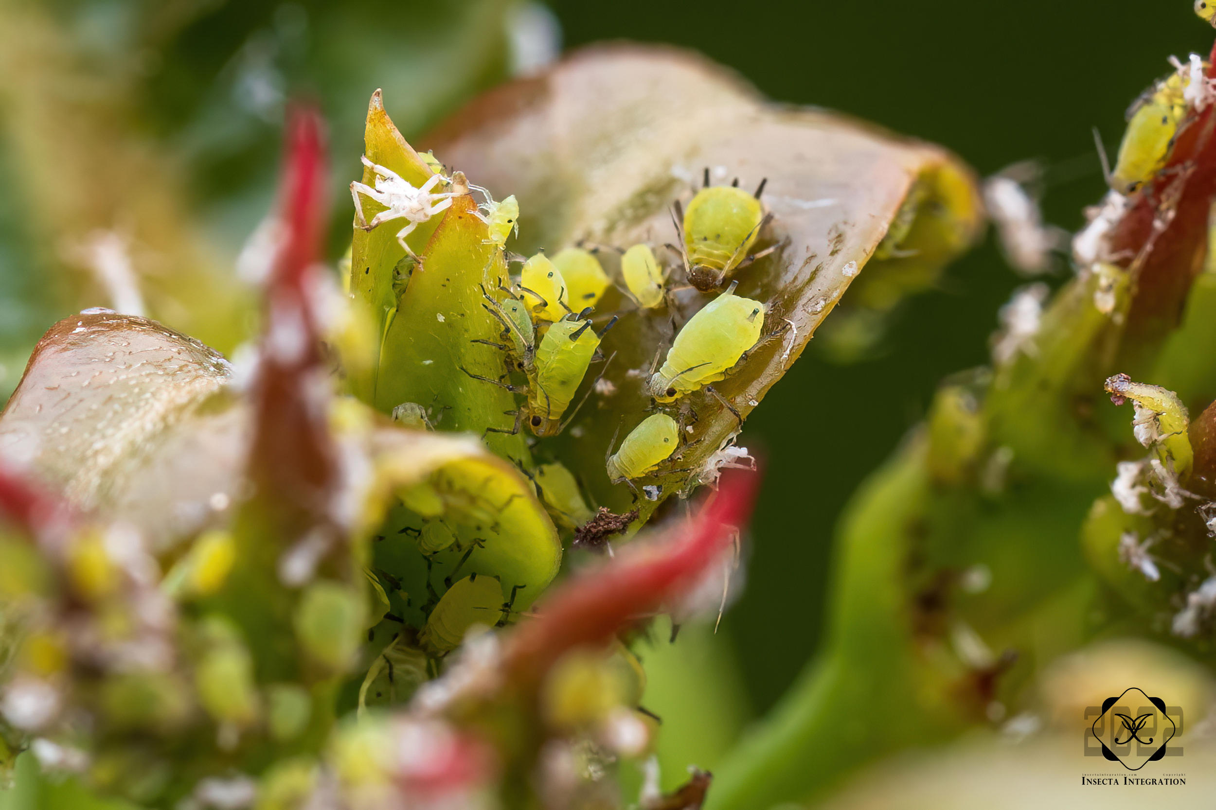 绣线菊蚜 Aphis spiraecola – IISDW