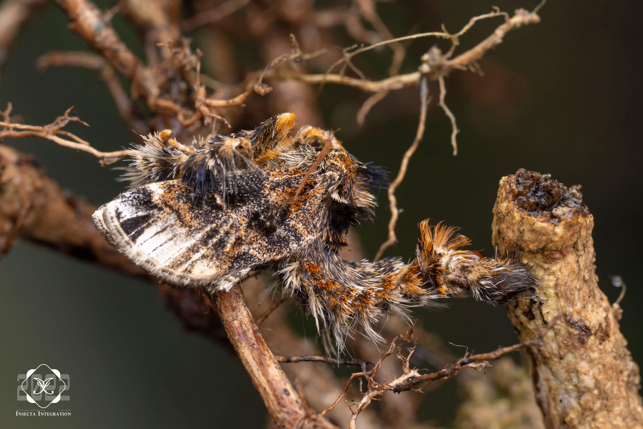 背刺蛾 Belippa horrida – IISDW