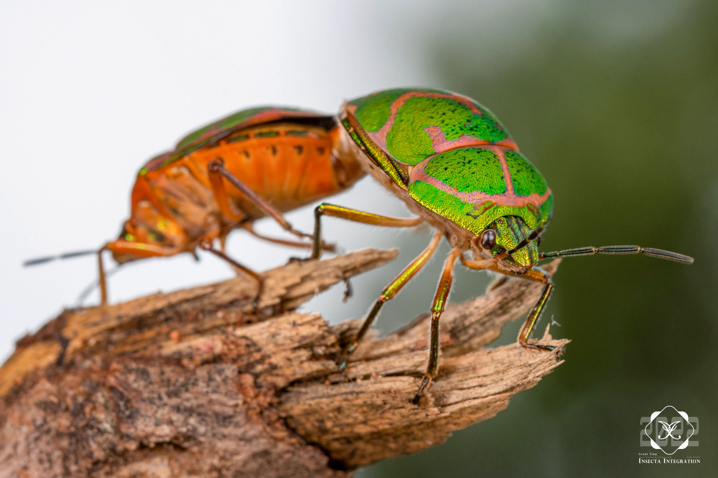 金绿宽盾蝽 Poecilocoris lewisi – IISDW
