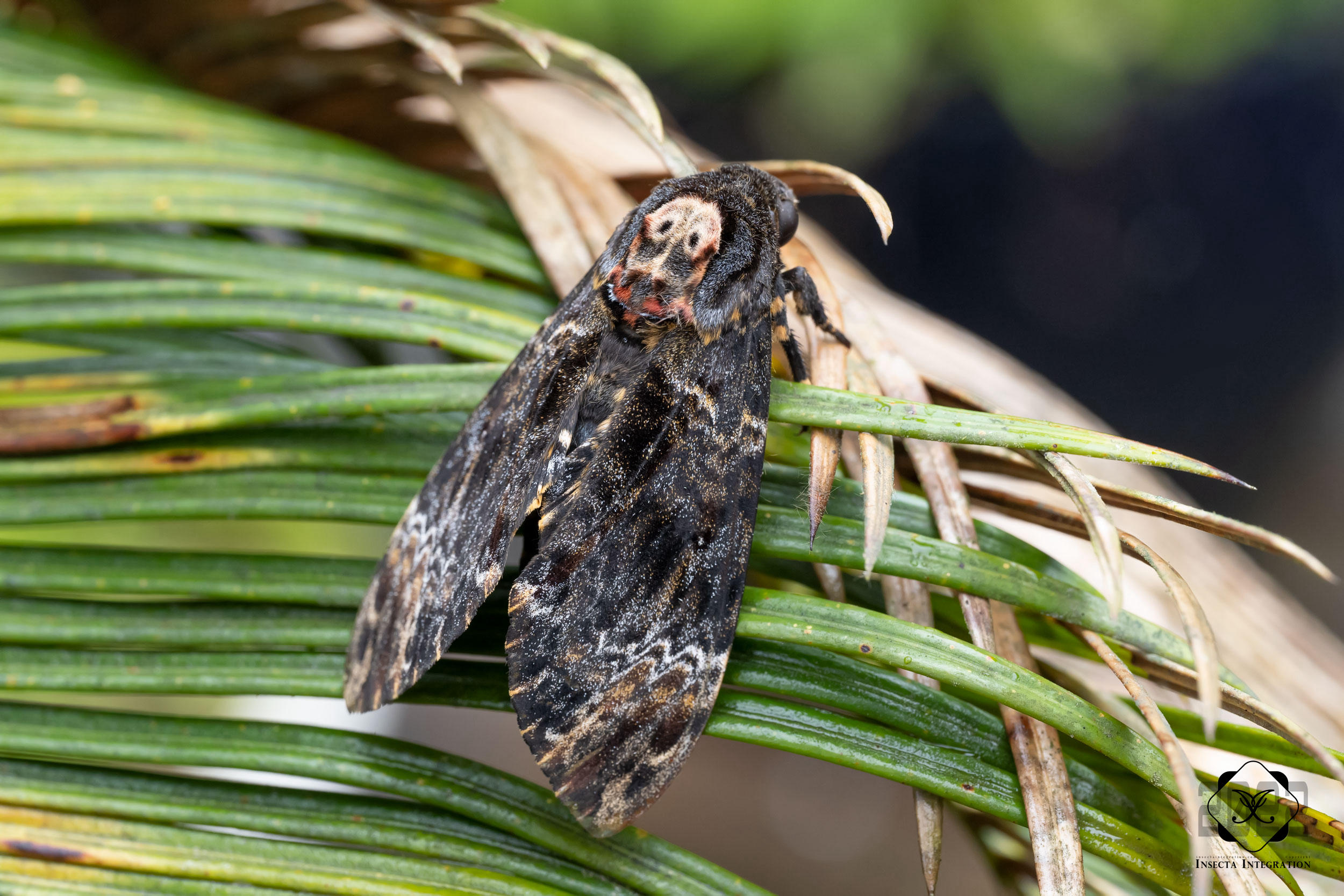 鬼脸天蛾 Acherontia lachesis – IISDW