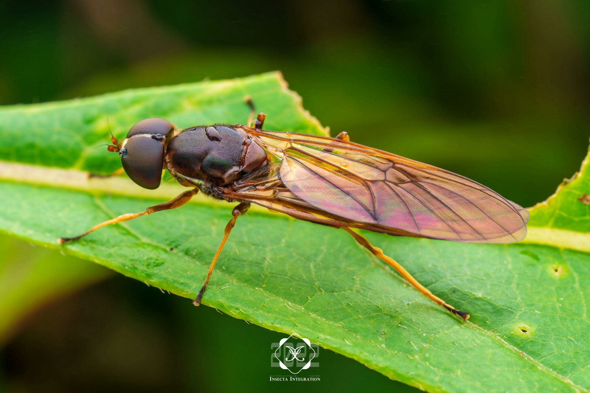 【逆转蒙特韦尔德·七】绿洲 – IISDW