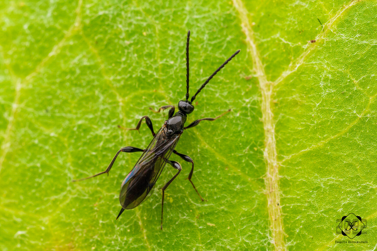 【逆转蒙特韦尔德·七】绿洲 – IISDW