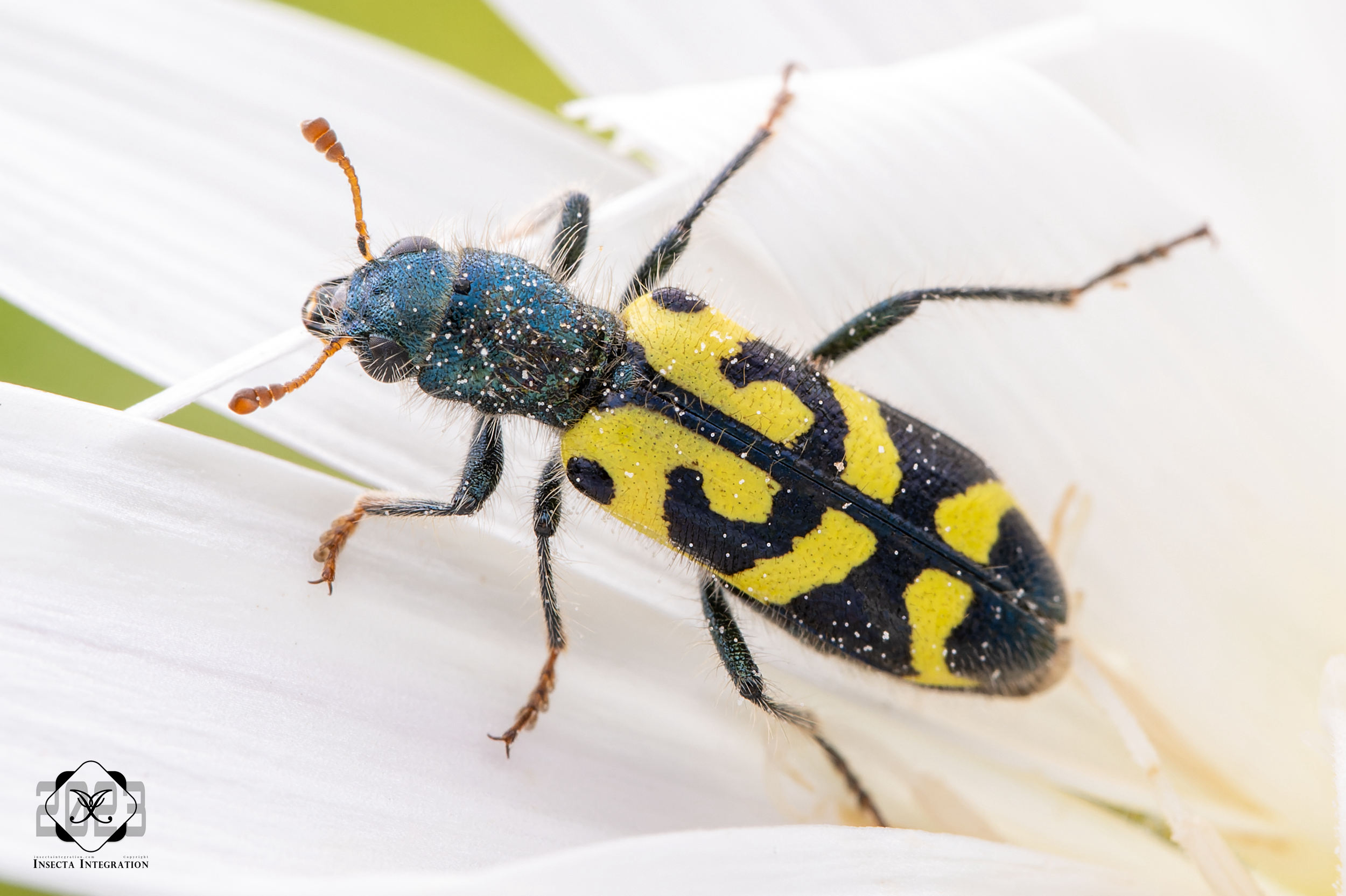 郭公虫科 Cleridae – IISDW