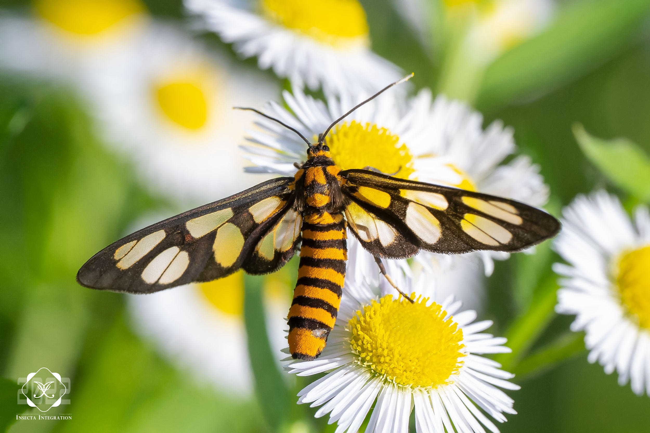 多纹鹿蛾 Amata polymita – IISDW