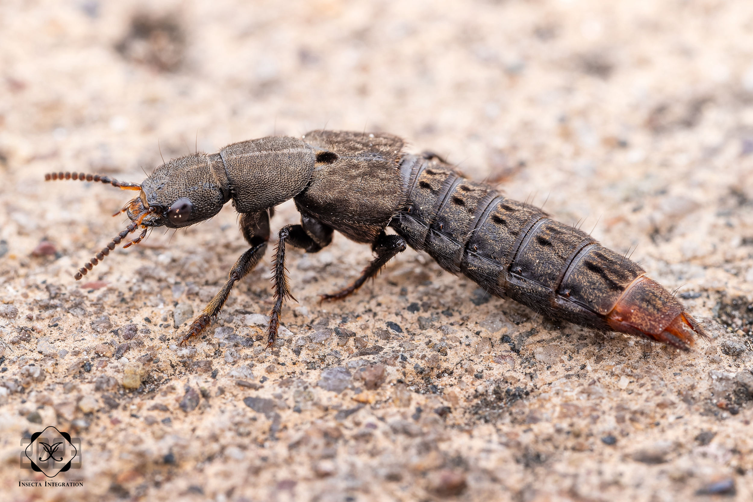 宽跗普拉隐翅虫 Platydracus tarsalis – IISDW