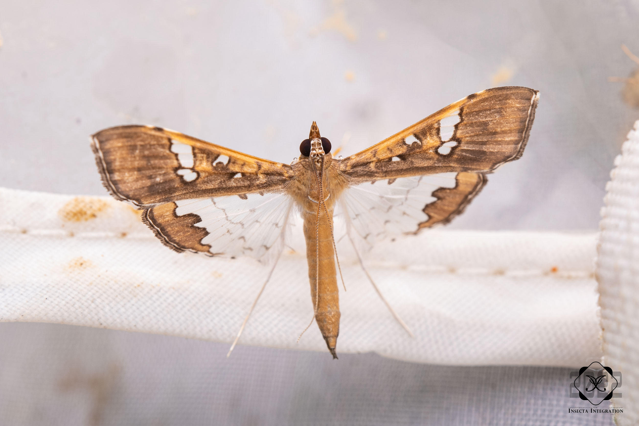 豆荚野螟 Maruca vitrata – IISDW