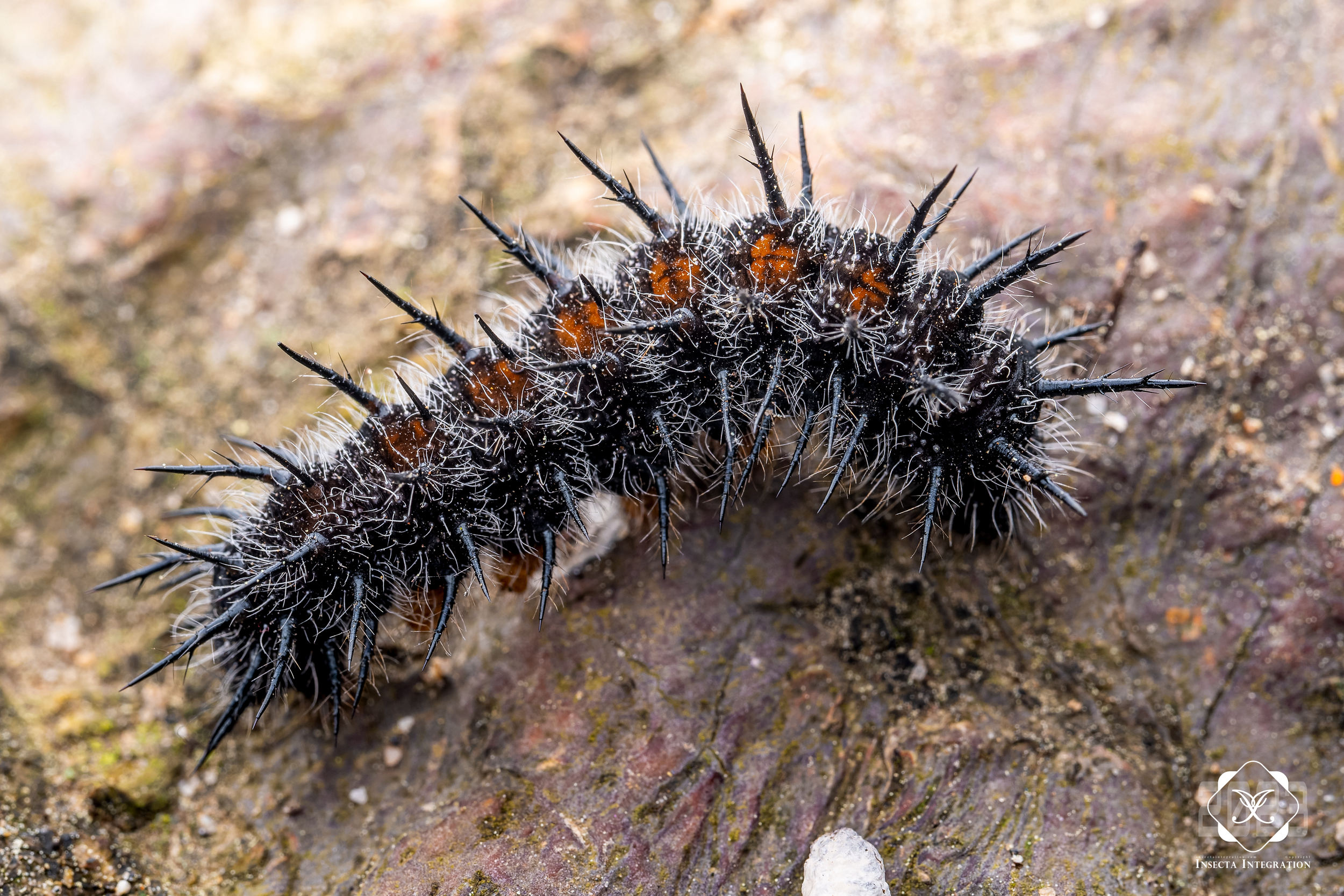 黄缘蛱蝶 Nymphalis antiopa – IISDW