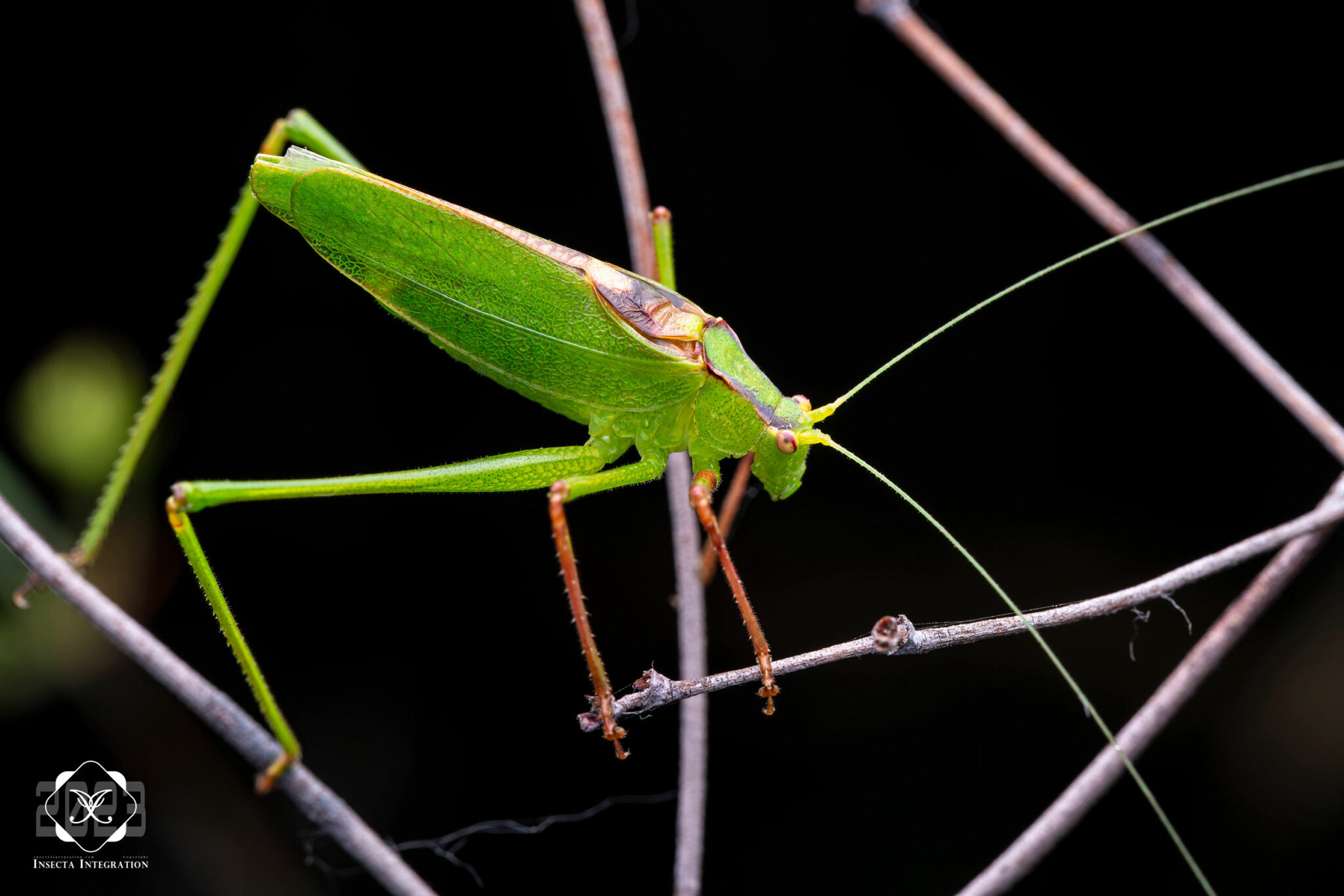 螽斯科 Tettigoniidae – IISDW
