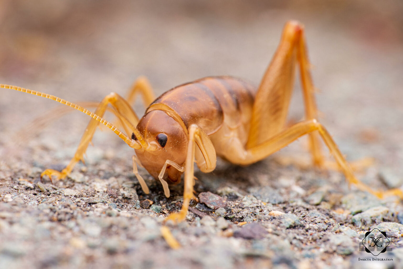 夜行基驼螽 Ceuthophilus hesperus ♀ HNH2 – IISDW