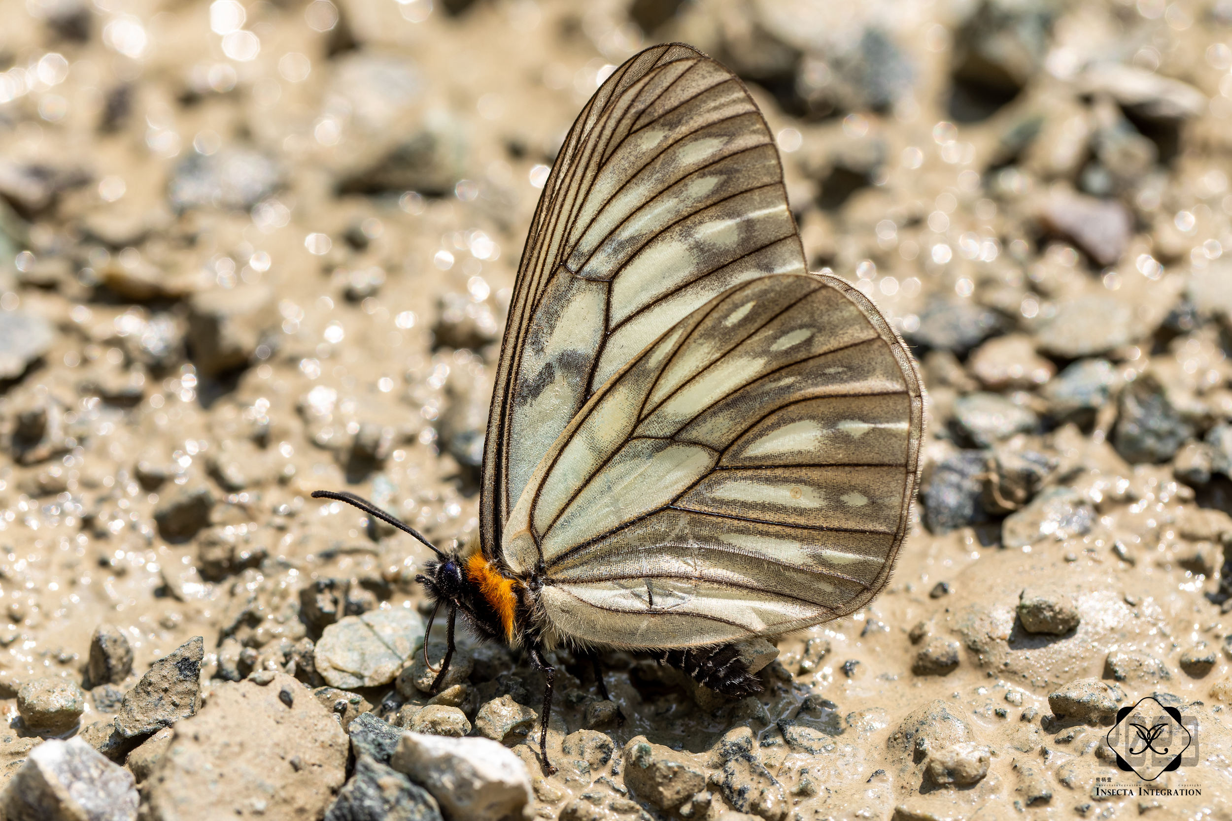 绢蛱蝶属 Calinaga – IISDW