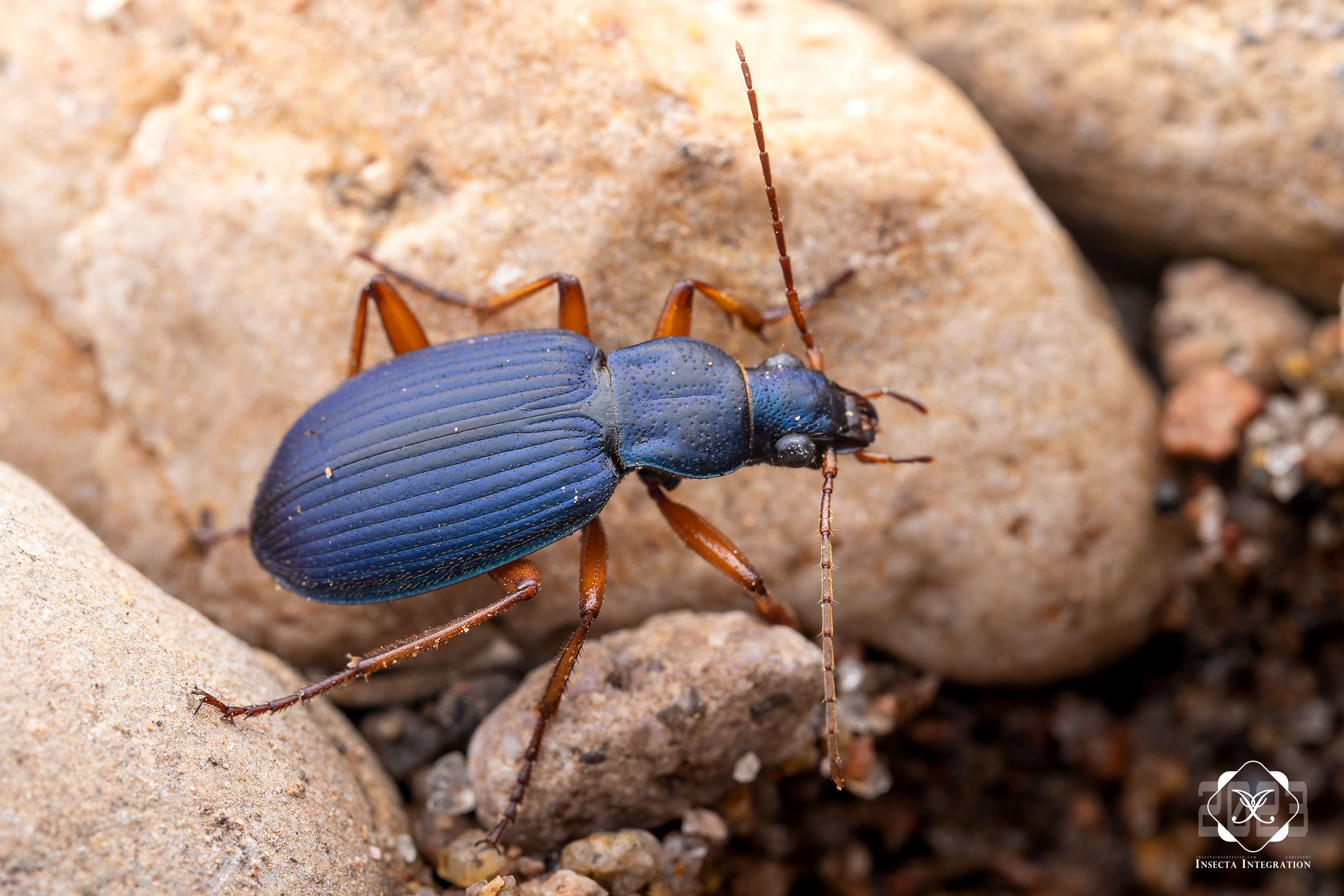 紫蓝青步甲 Chlaenius cumatilis – IISDW