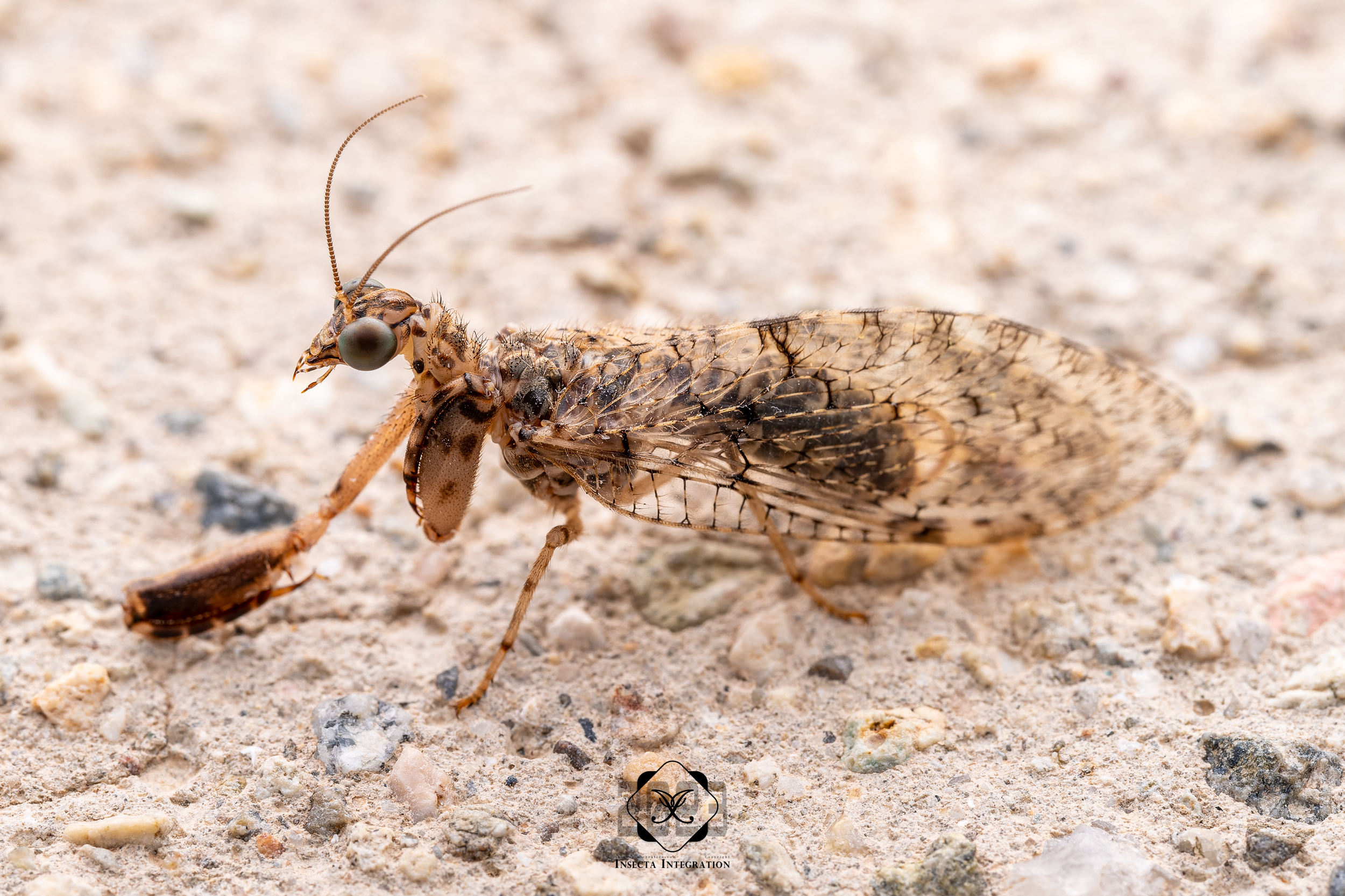 斑翅悦螳蛉 Plega signata – IISDW