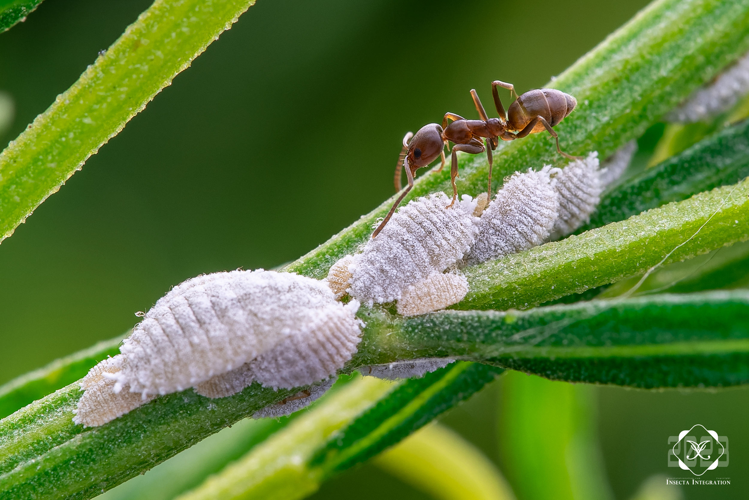 秘鲁绵粉蚧 Phenacoccus peruvianus – IISDW