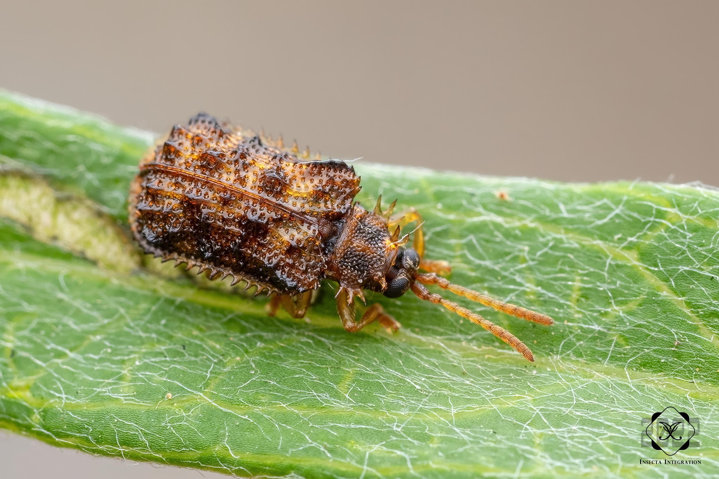 趾铁甲属 Dactylispa – IISDW