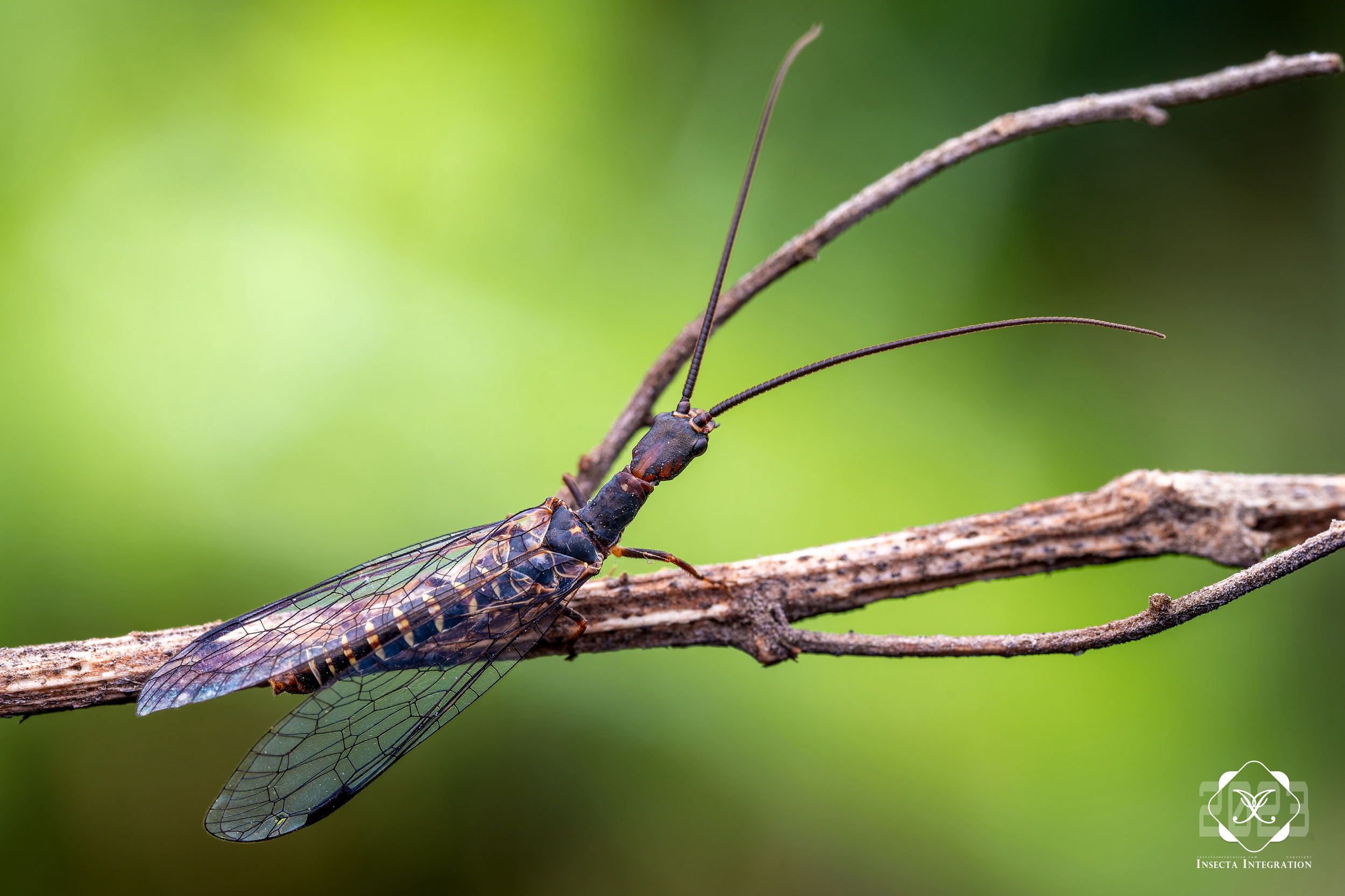 尼盲蛇蛉属 Negha – IISDW