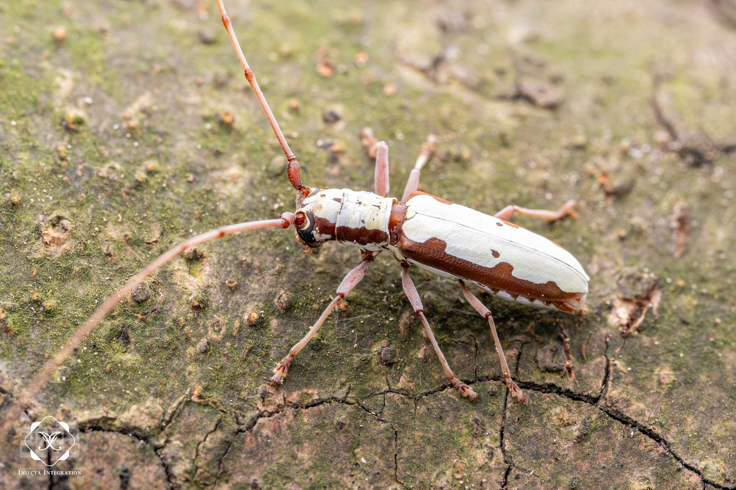 白背粉天牛 Olenecamptus cretaceus – IISDW