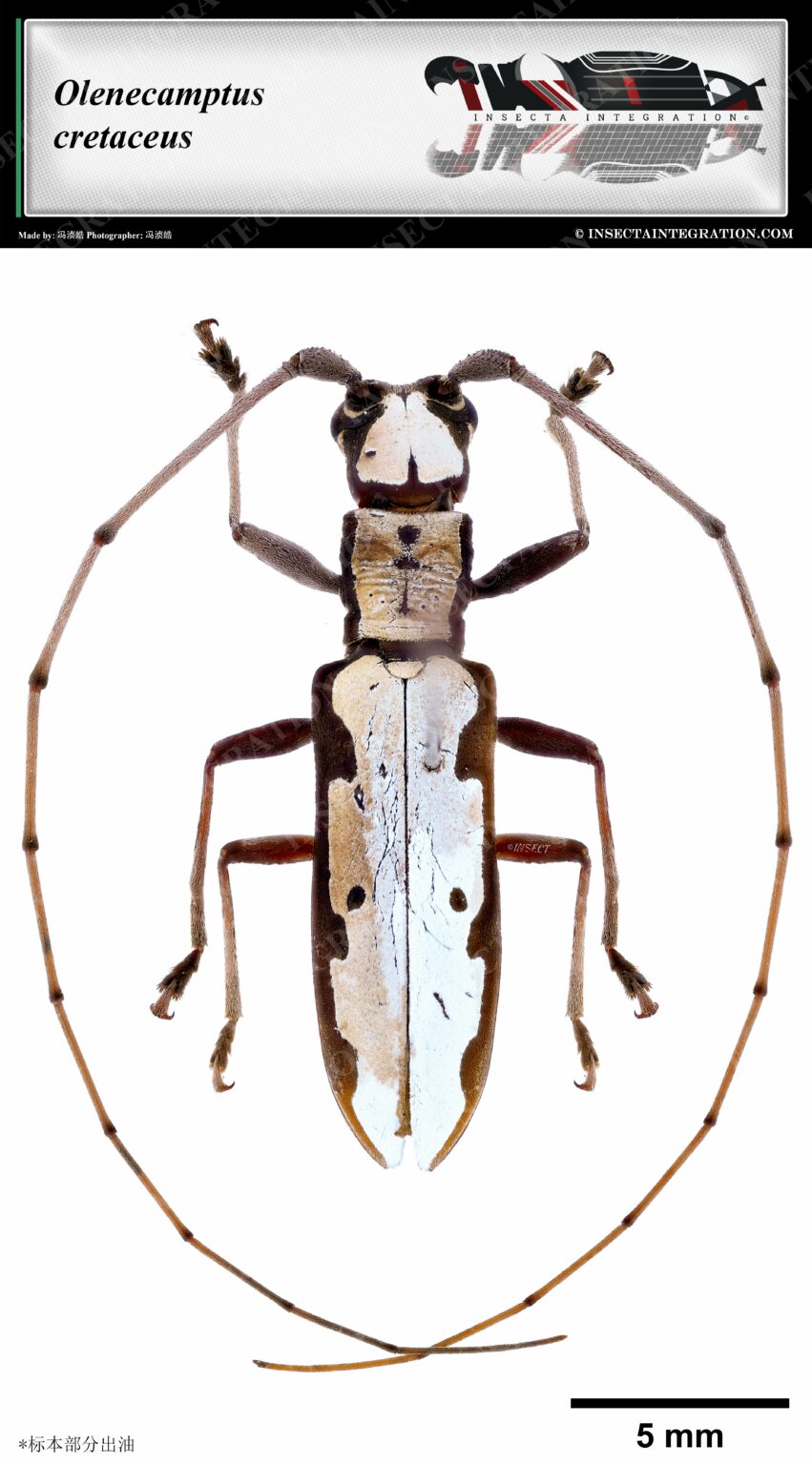 白背粉天牛 Olenecamptus cretaceus – IISDW