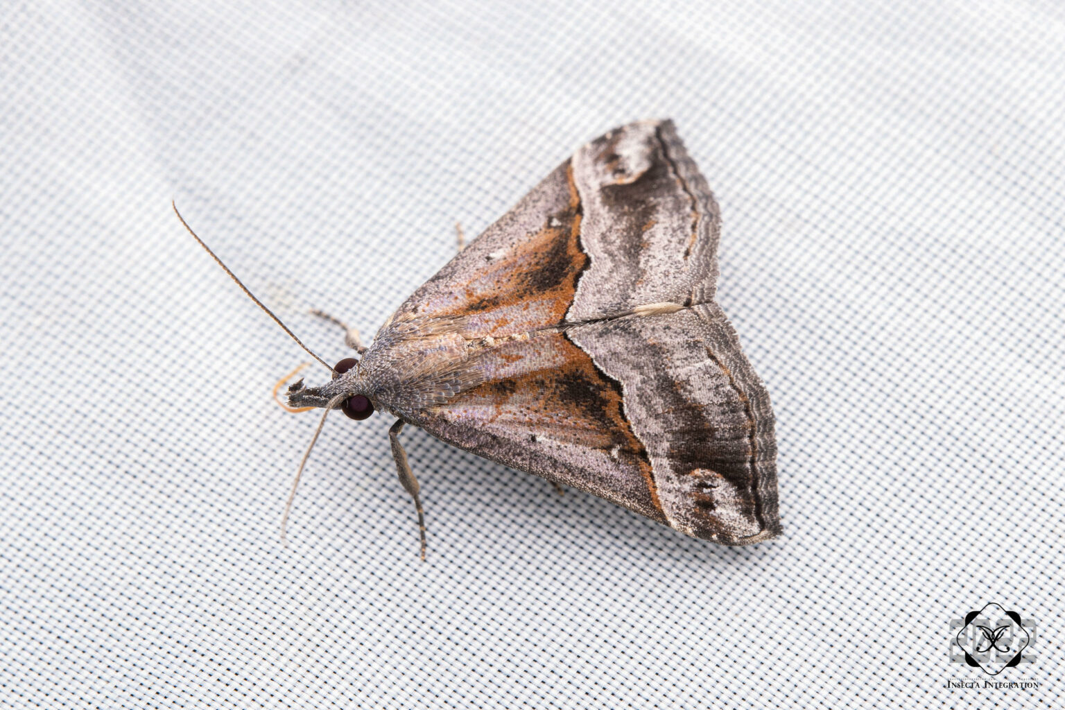 IISDW – Insecta Integration Specimen Database Website