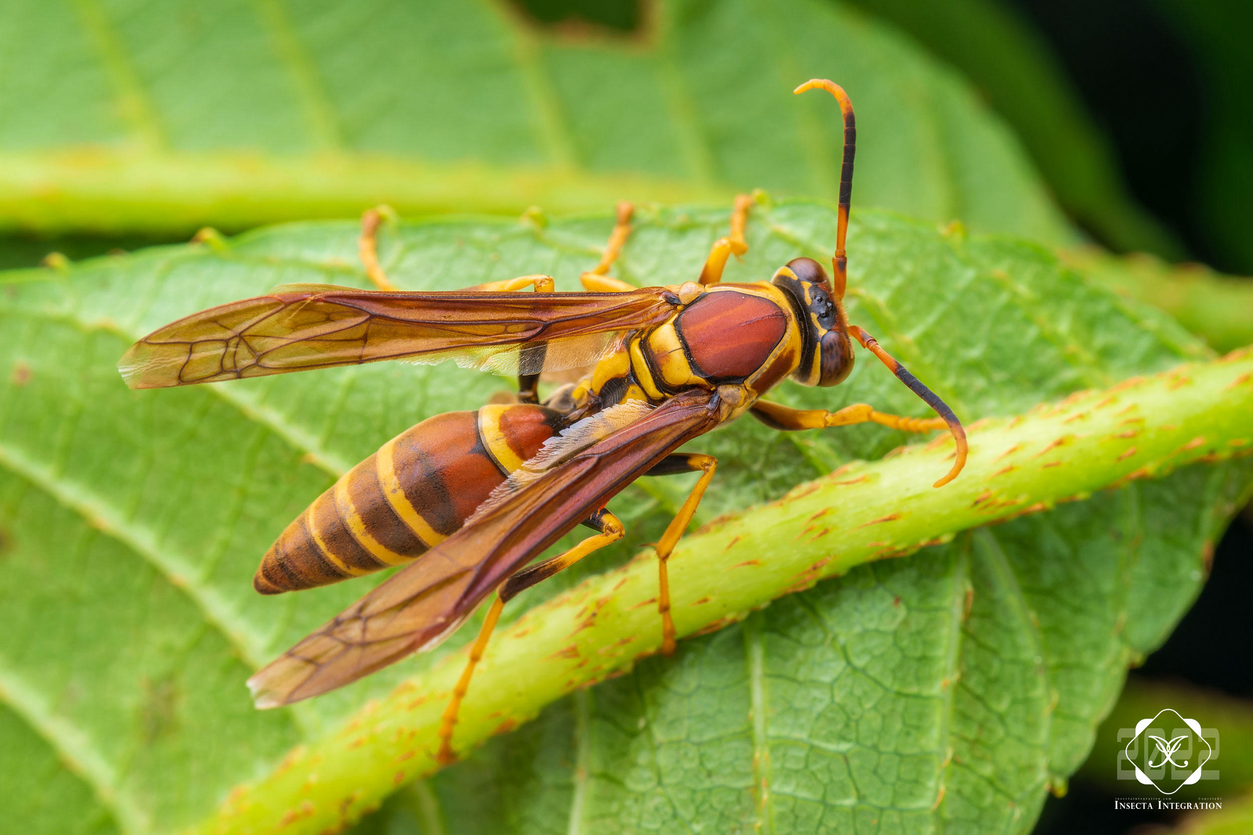 躁马蜂 Polistes instabilis – IISDW