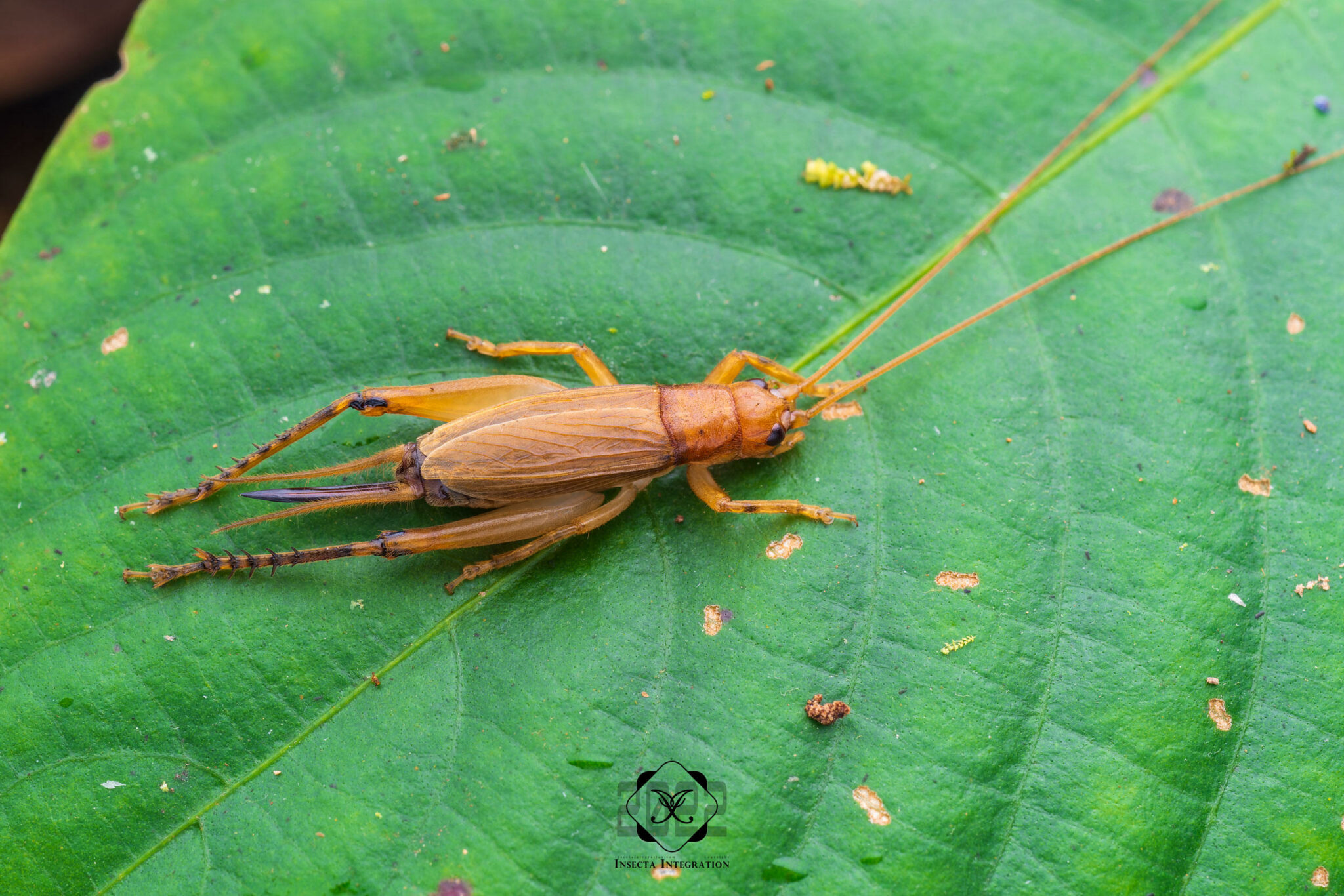 【逆转蒙特韦尔德·终】决风断行 – IISDW