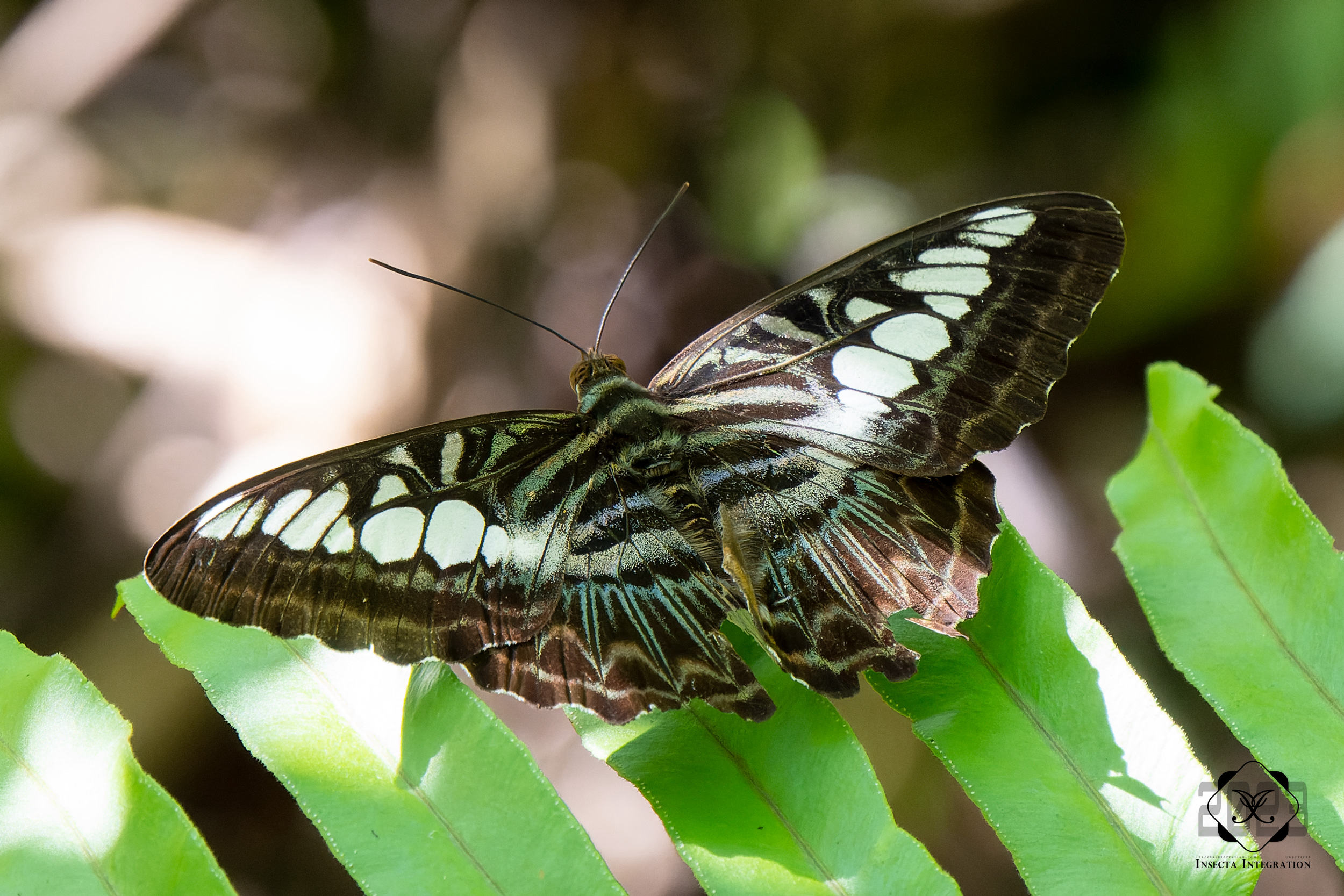 丽蛱蝶 Parthenos sylvia – IISDW