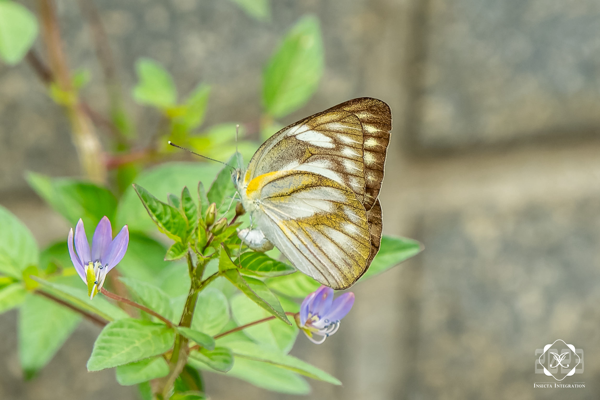 利比尖粉蝶 Appias libythea – IISDW