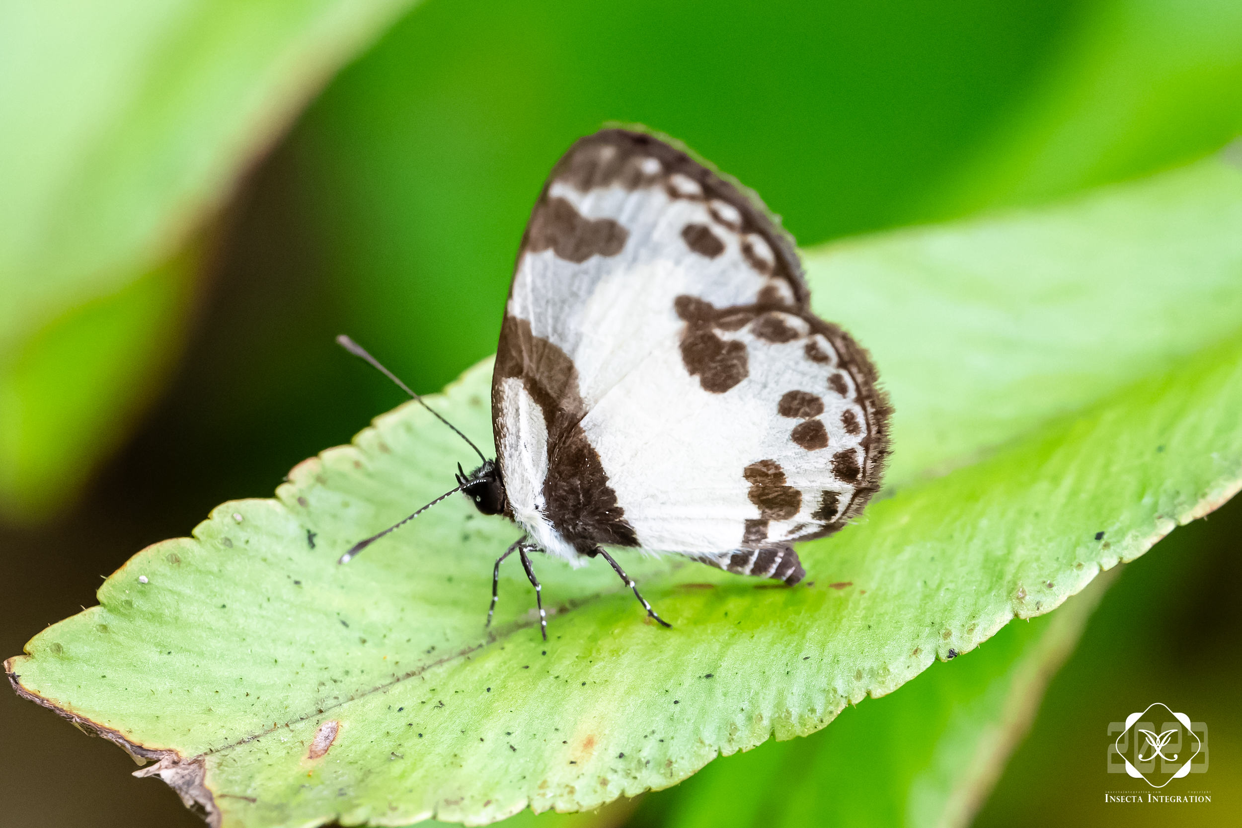 婆罗洲拓灰蝶 Caleta manovus – IISDW