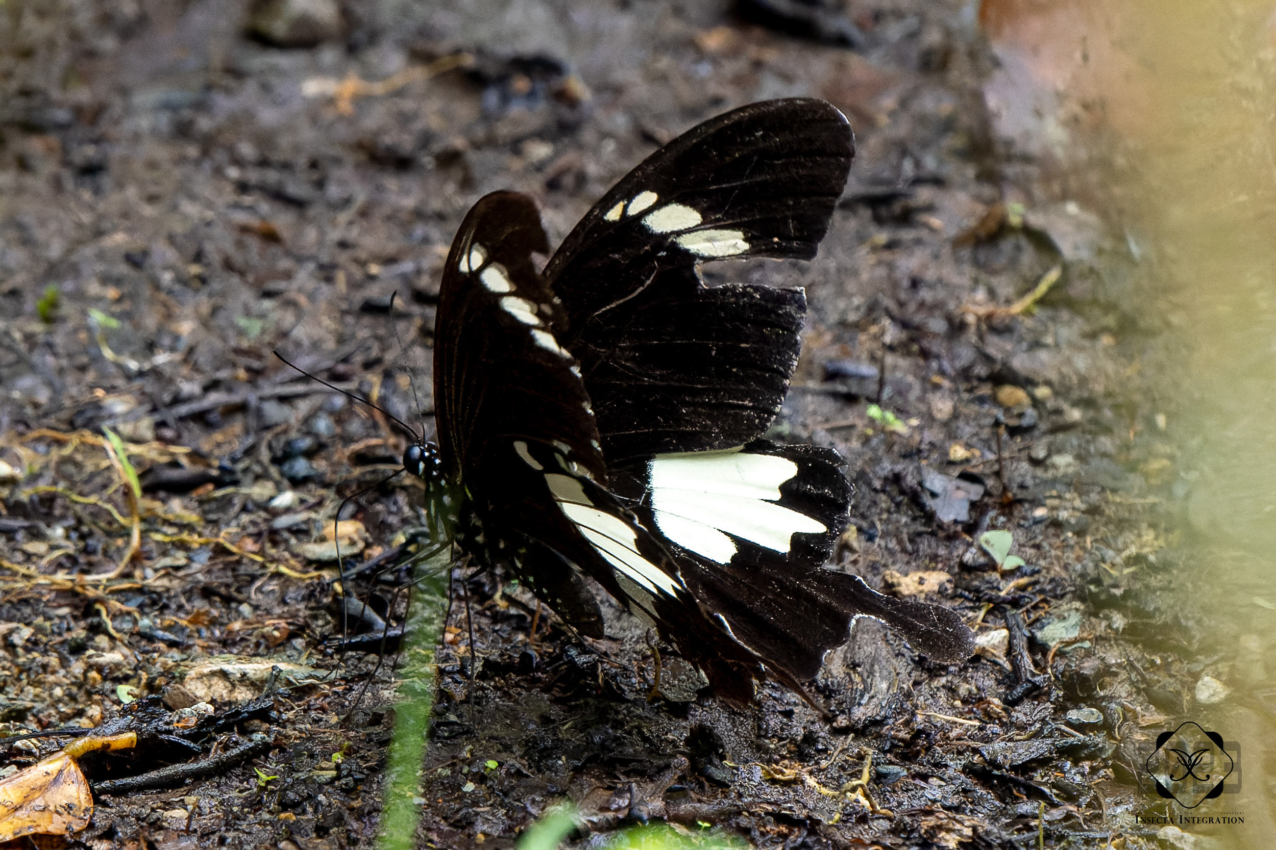宽带凤蝶 Papilio nephelus – IISDW