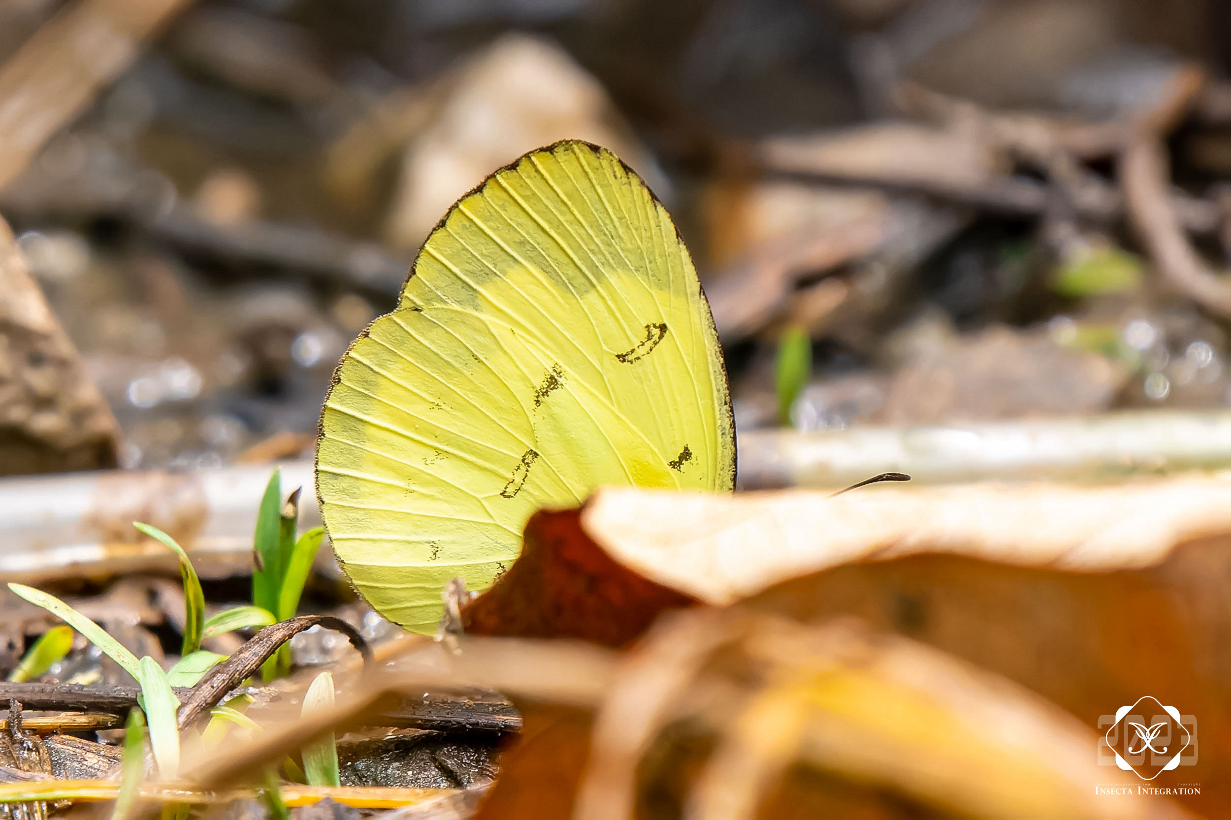 幺妹黄粉蝶 Eurema ada – IISDW