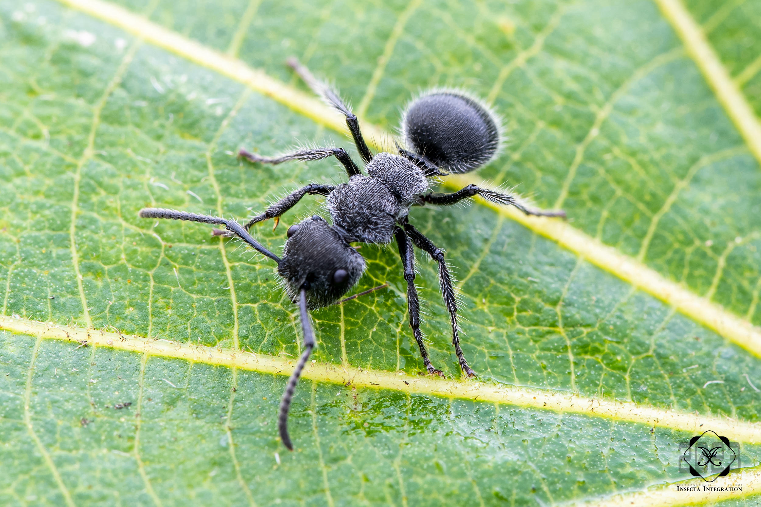 海胆蚁属 Echinopla – IISDW