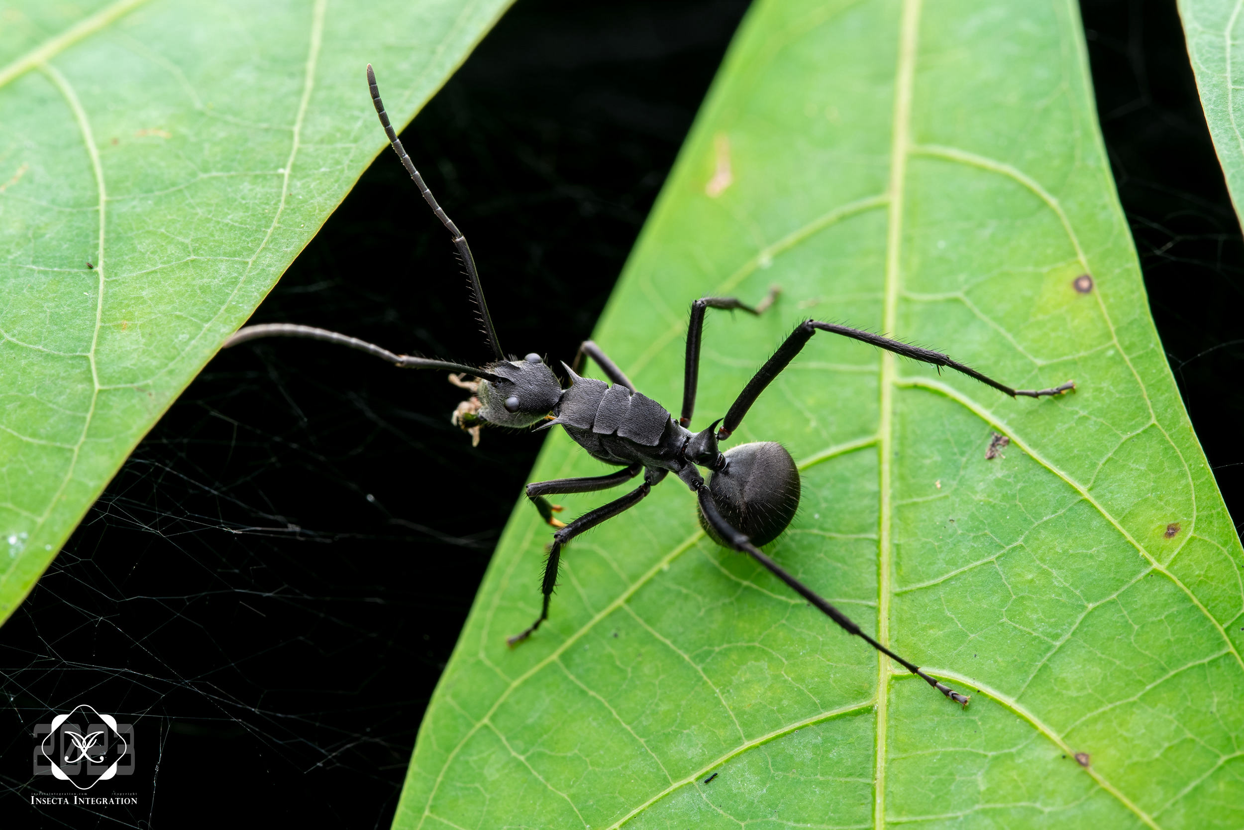 条纹多刺蚁 Polyrhachis striata – IISDW