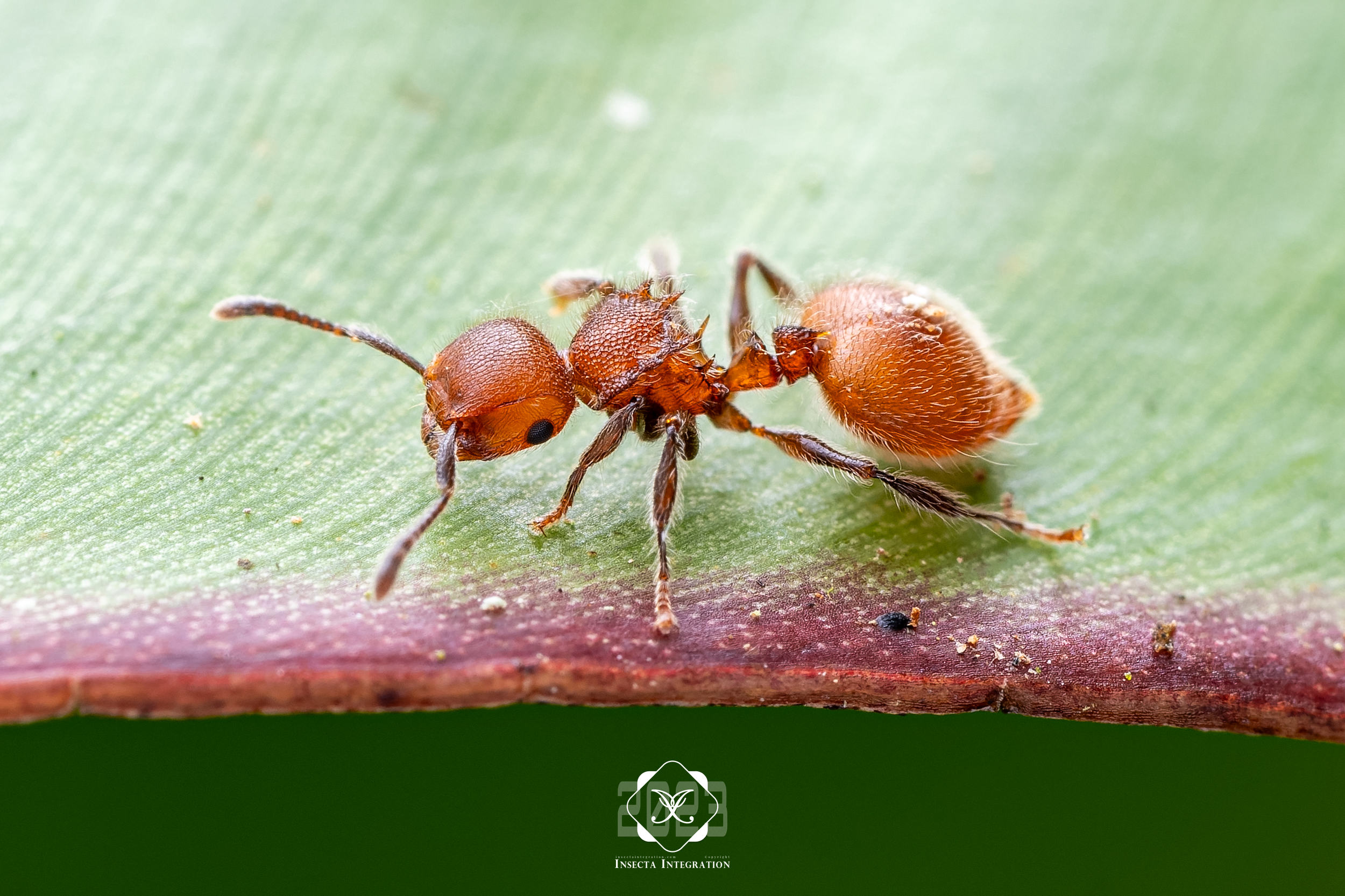 盾胸切叶蚁属 Meranoplus – IISDW