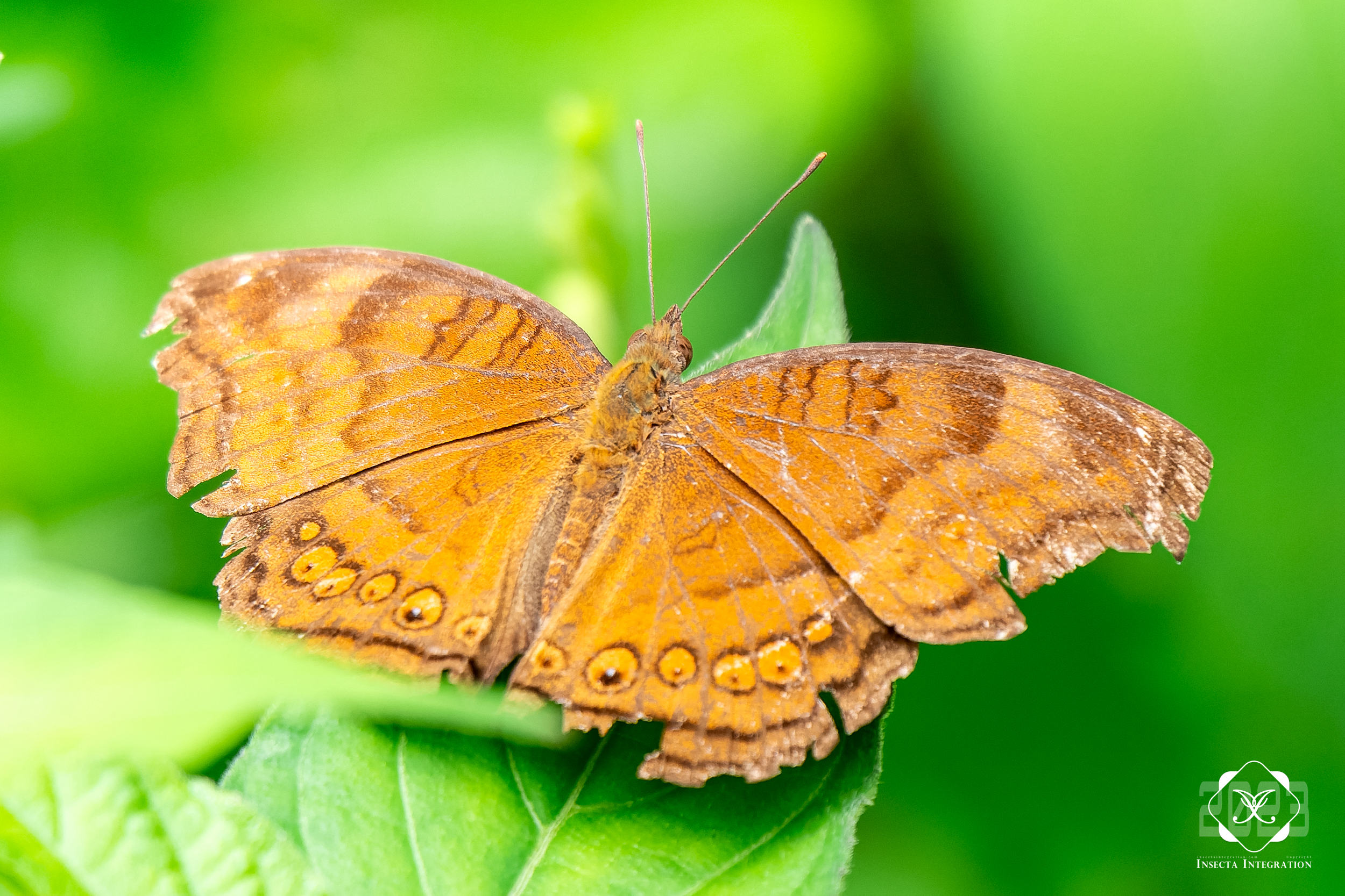 欢乐眼蛱蝶 Junonia hedonia – IISDW
