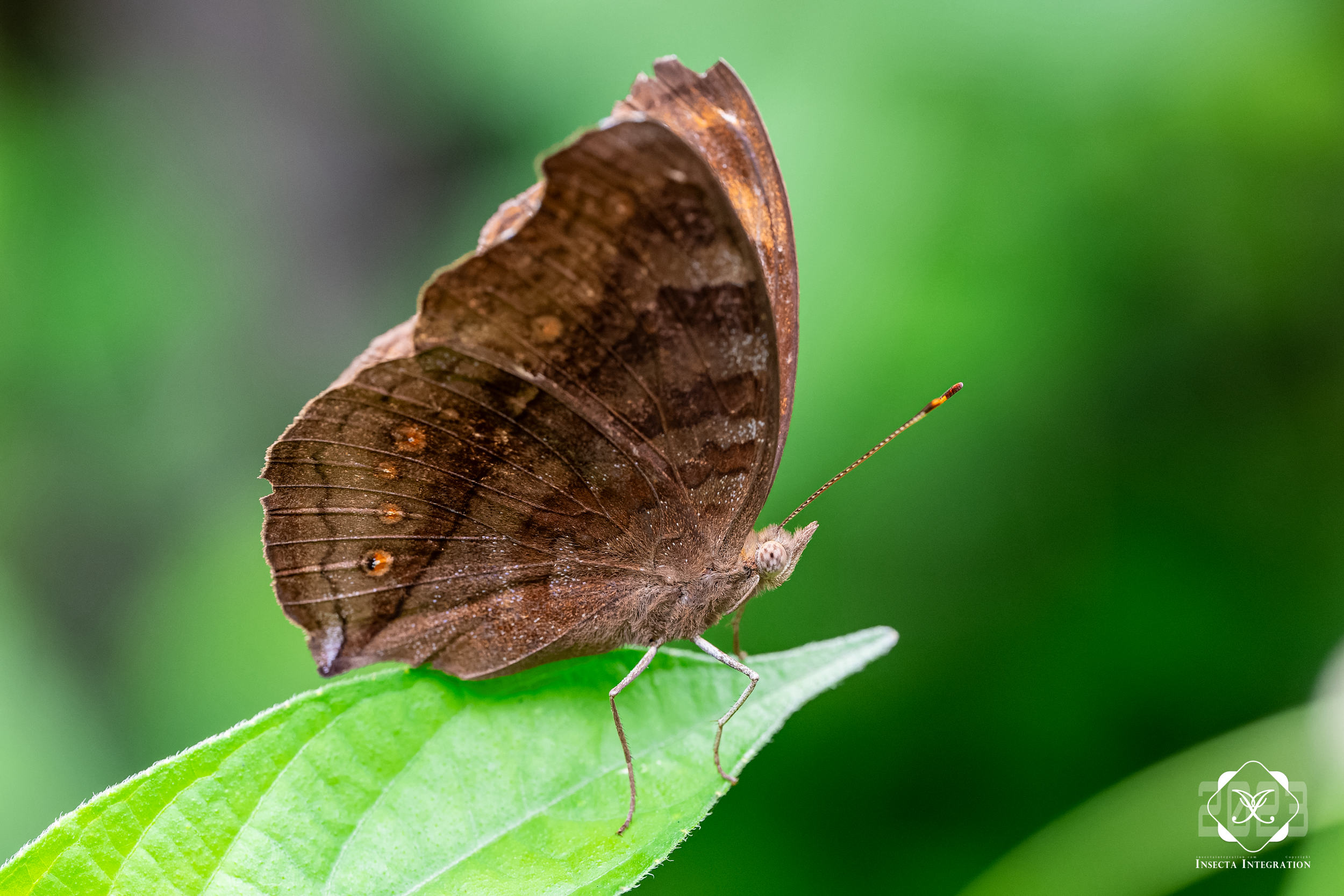 欢乐眼蛱蝶 Junonia hedonia – IISDW