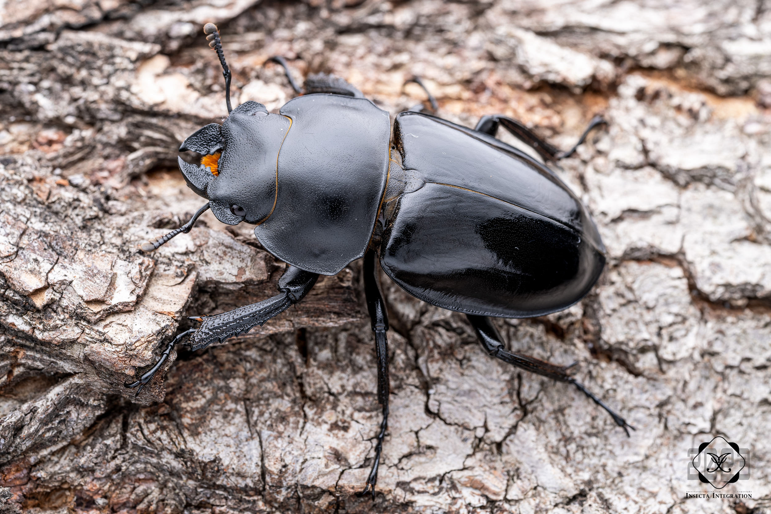 圆翅锹甲属 Neolucanus – IISDW