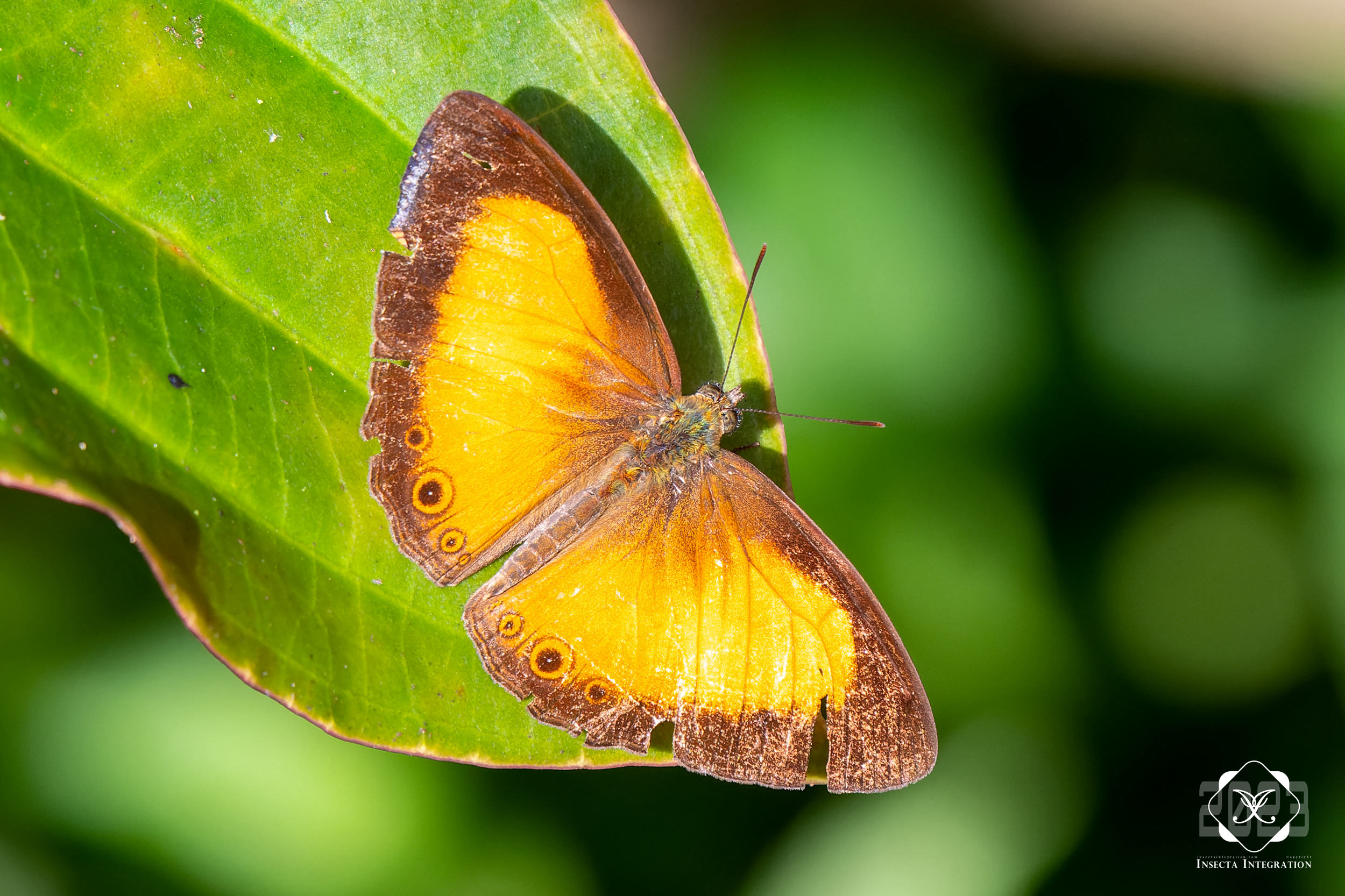 琵它眉眼蝶 Mycalesis pitana – IISDW