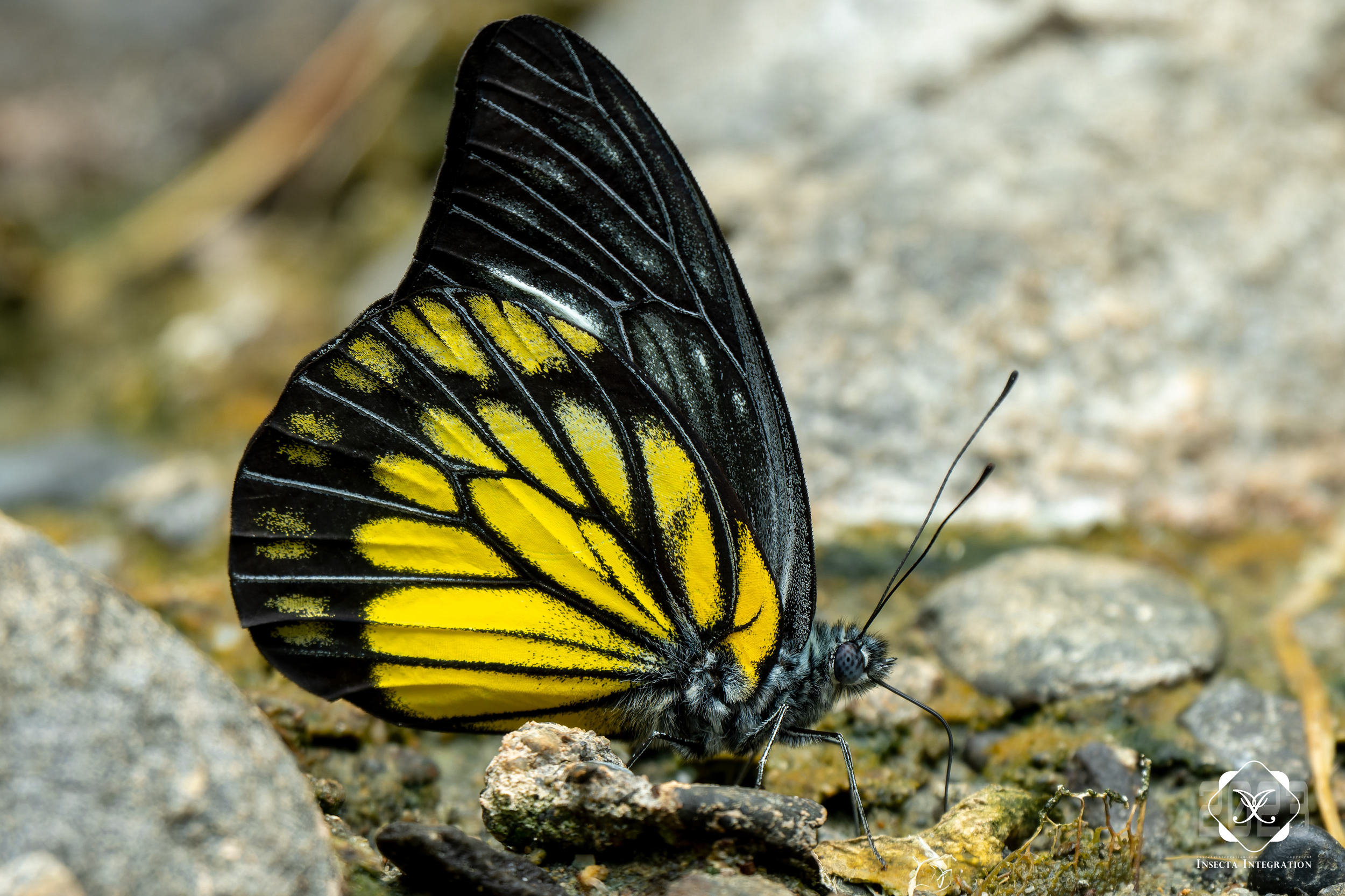 白锯粉蝶 Prioneris cornelia – IISDW