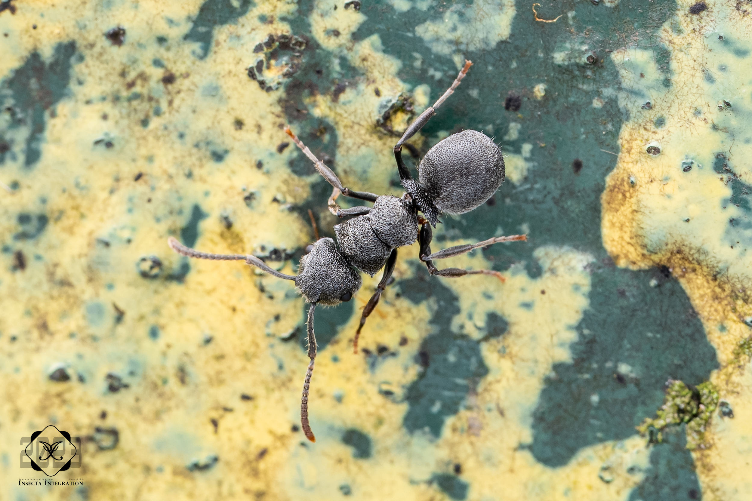 海胆蚁属 Echinopla – IISDW