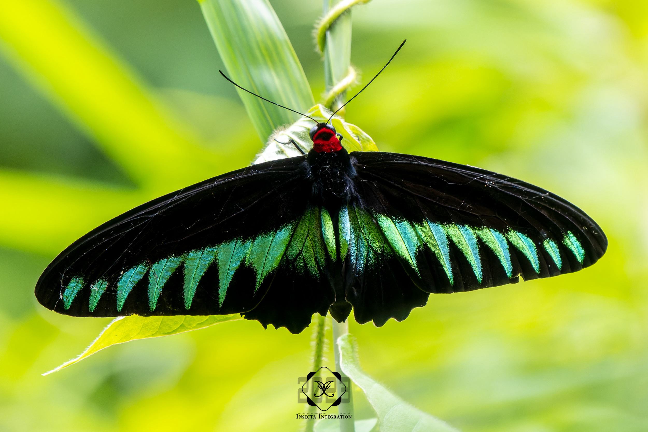 红颈凤蝶属 Trogonoptera – IISDW