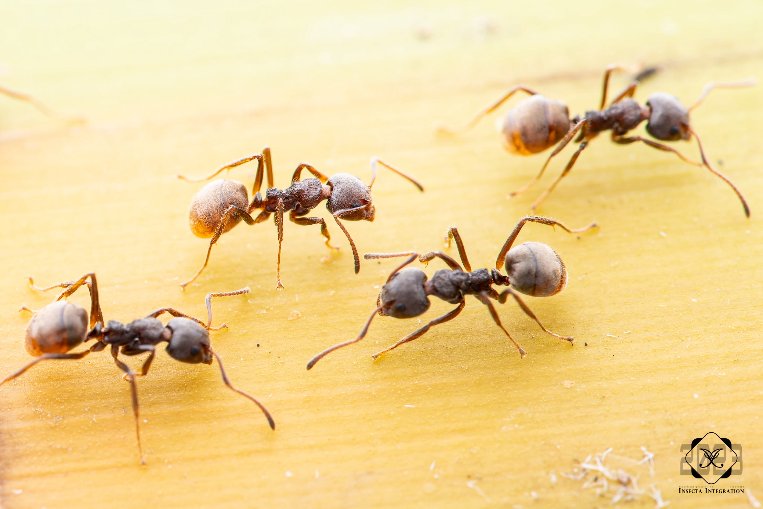 胸臭蚁 Dolichoderus thoracicus – IISDW