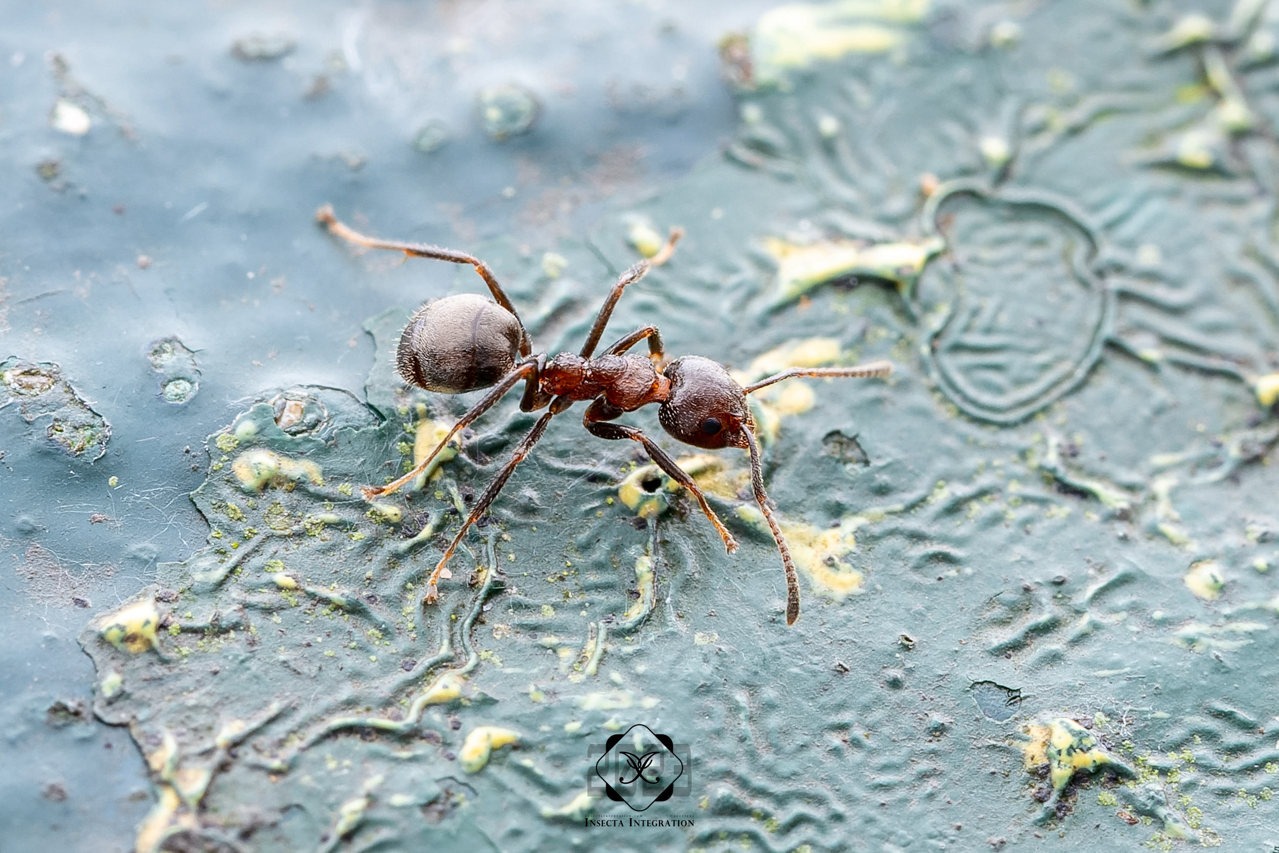 胸臭蚁 Dolichoderus thoracicus – IISDW